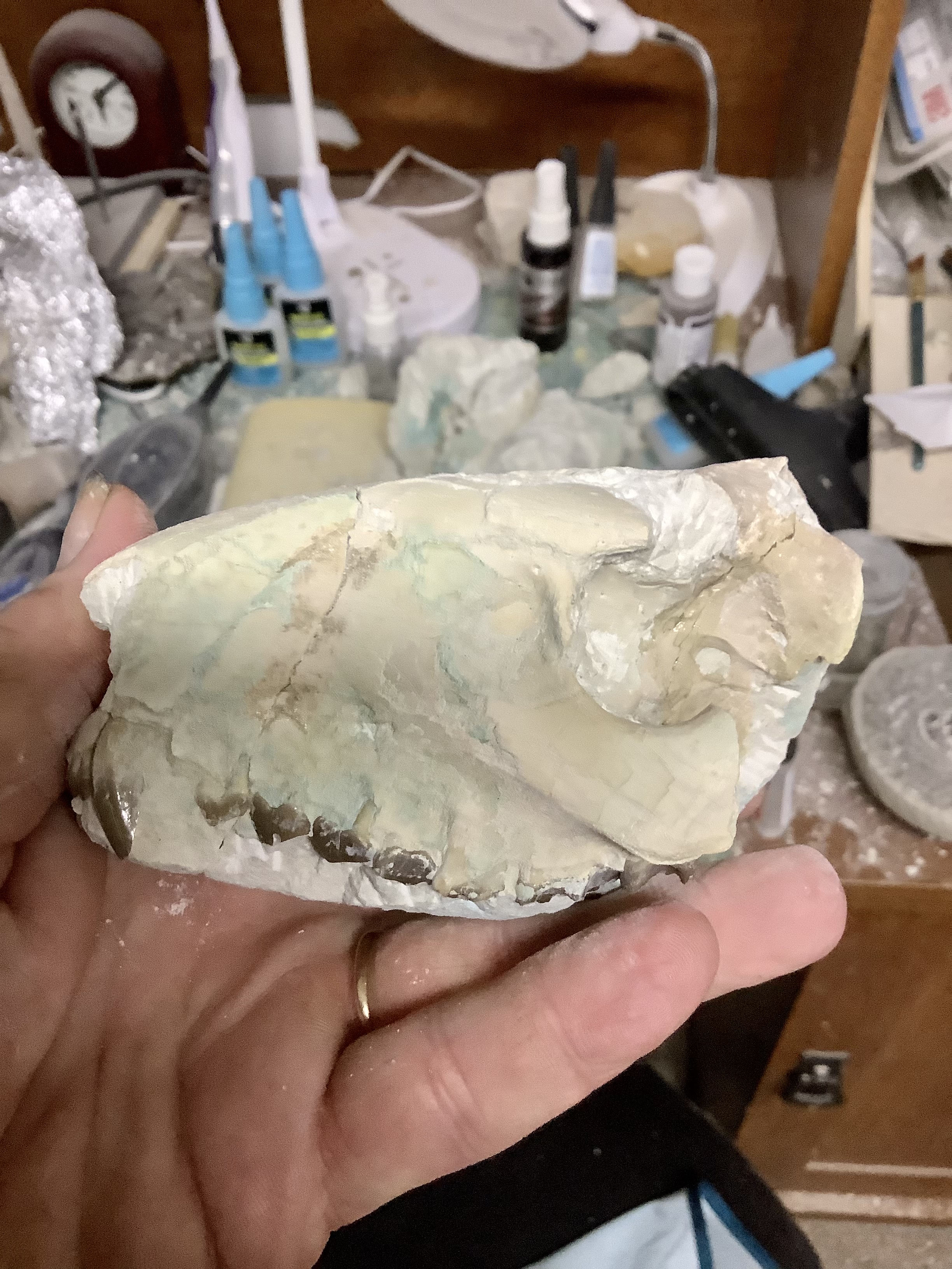 To seal or not to seal; Paraloid preparation - Fossil Preparation - The ...