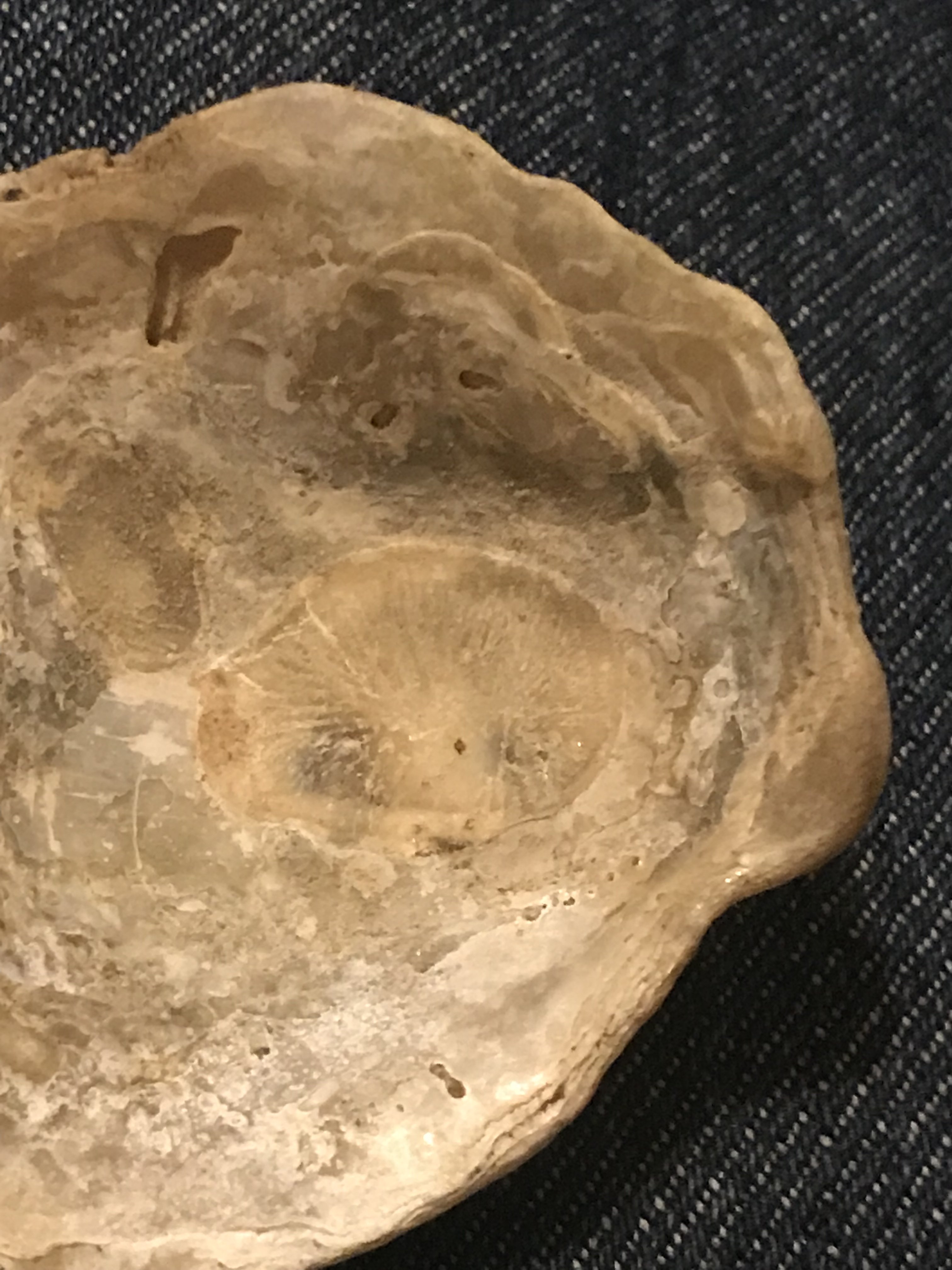 CLAM IN THE SHELL - Fossil ID - The Fossil Forum