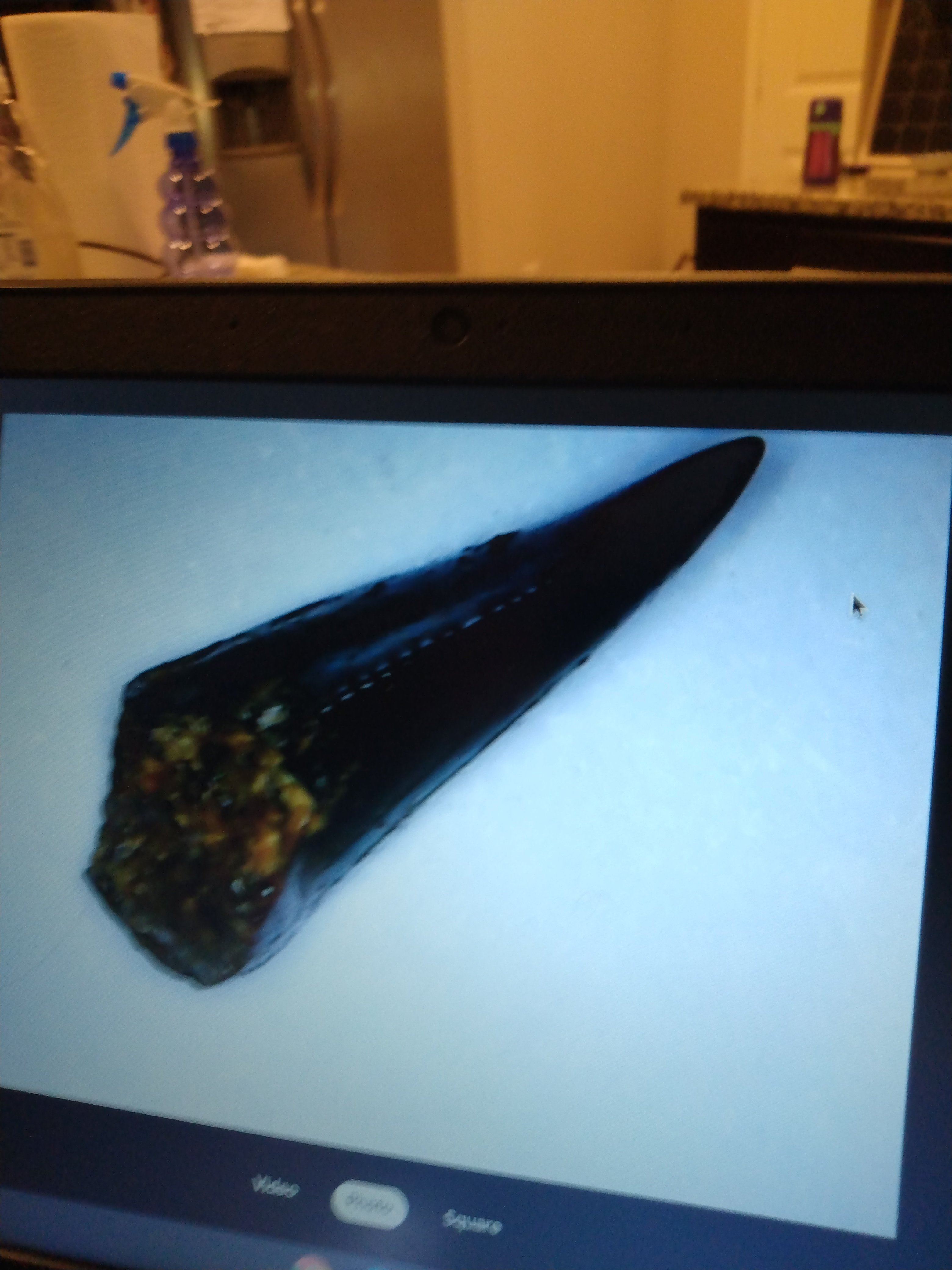 Round Rock, Texas Teeth - Fossil Hunting Trips - The Fossil Forum