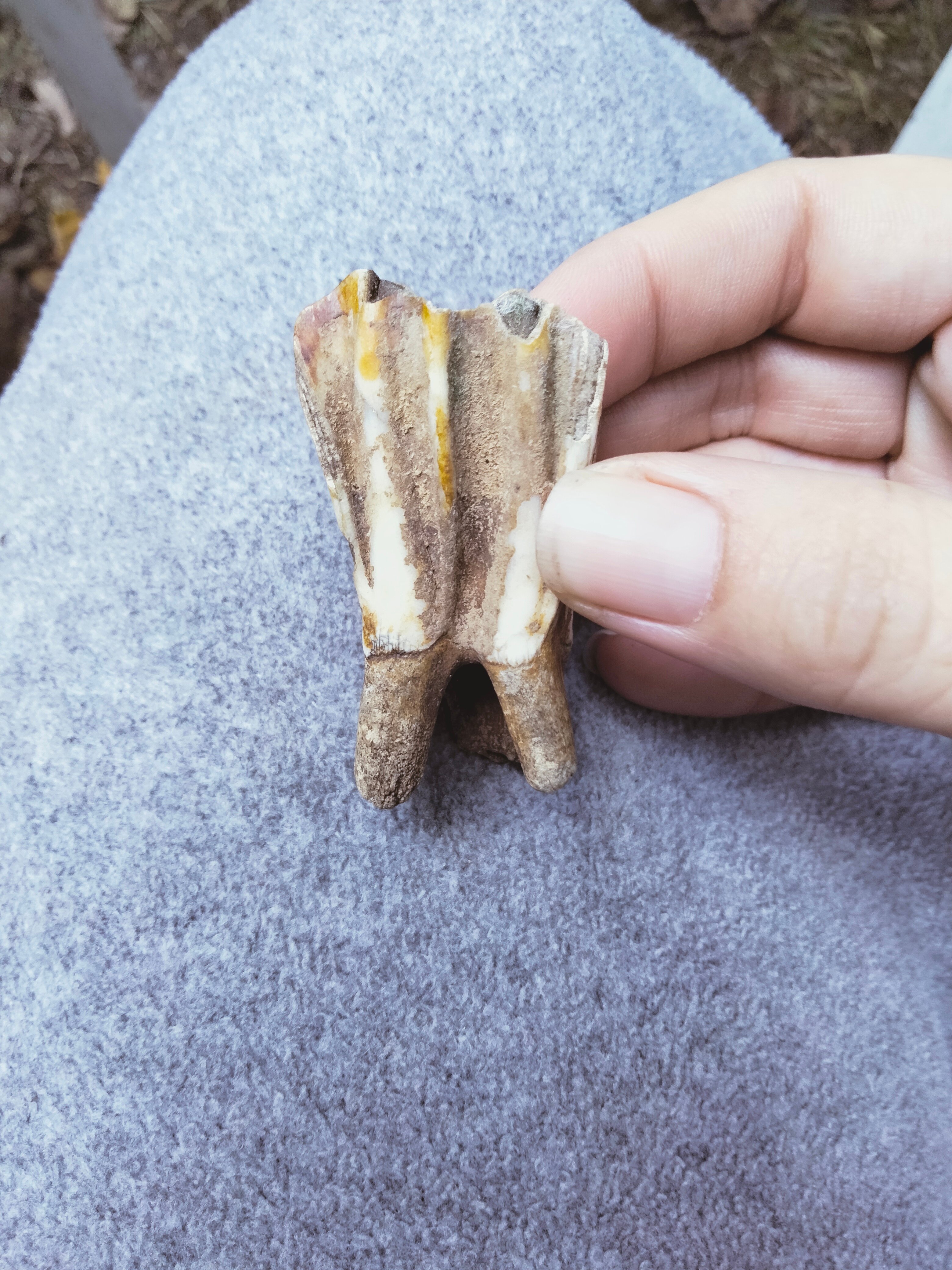 Buffalo tooth or cow tooth? - Fossil ID - The Fossil Forum