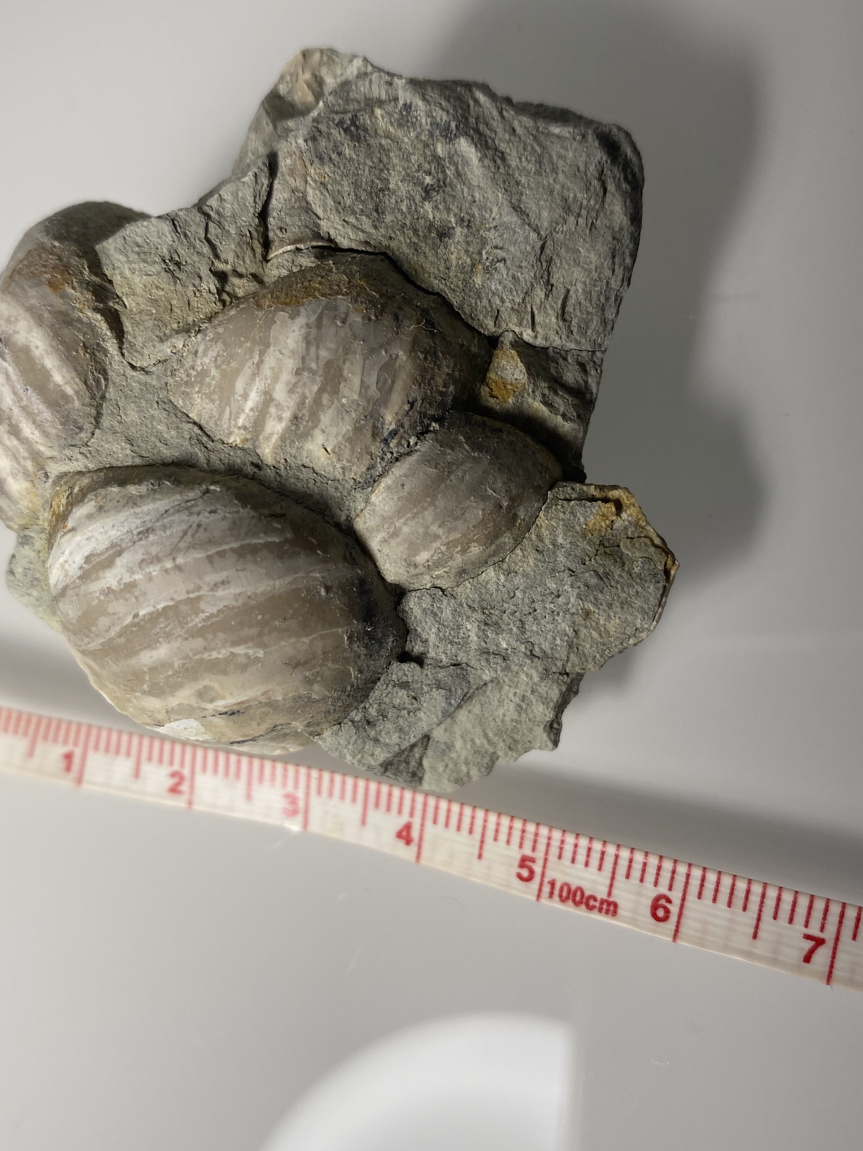 Fossil from Breckweg limestone quarry in Rheine, Germany - Fossil ID ...