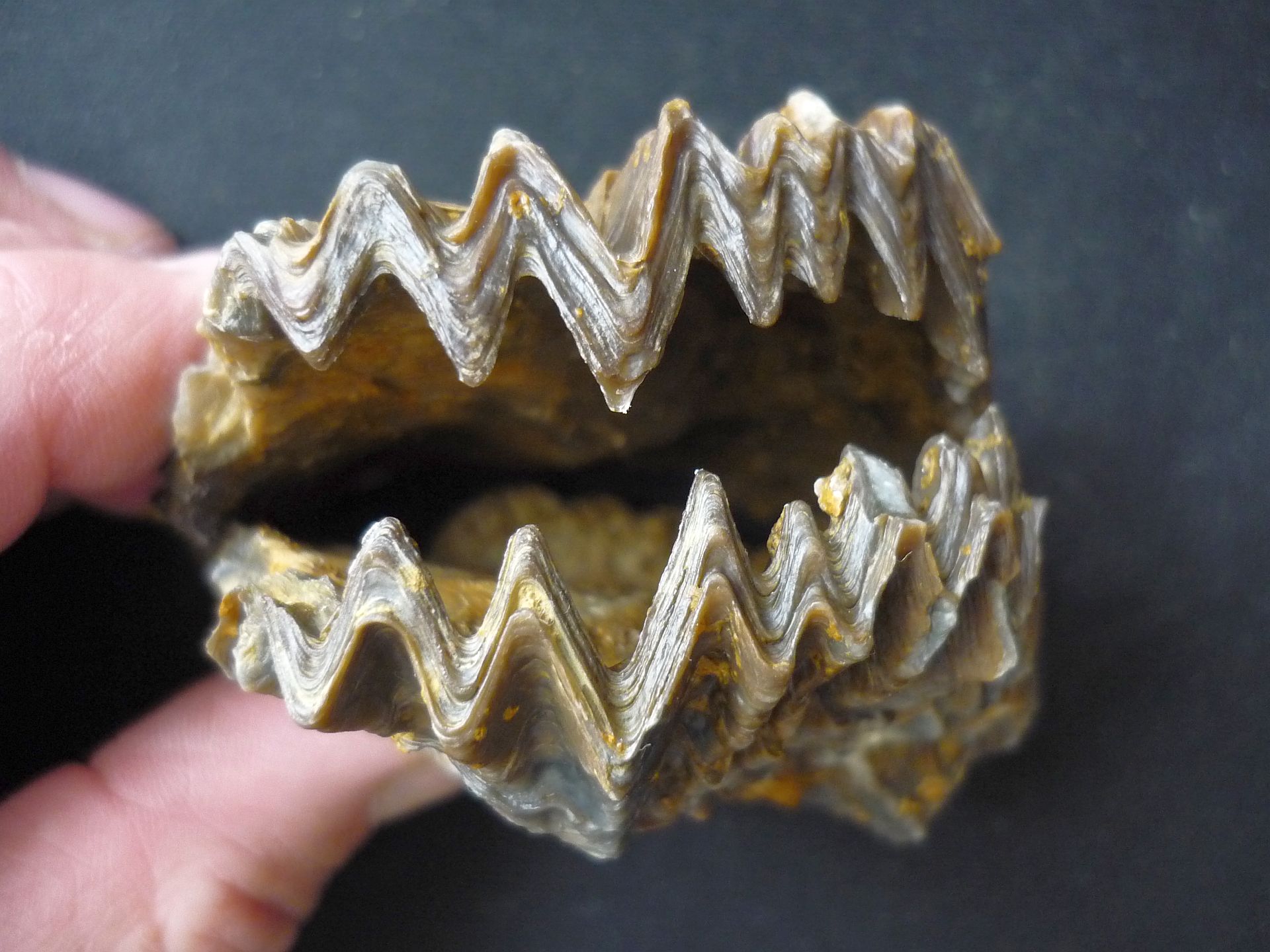 Show us Your Scary Fossils! - General Fossil Discussion - The Fossil Forum