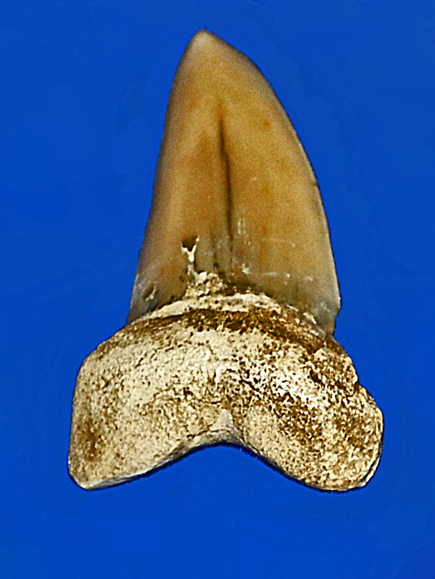 Extinct Mako Teeth, which is correct? - General Fossil Discussion - The ...