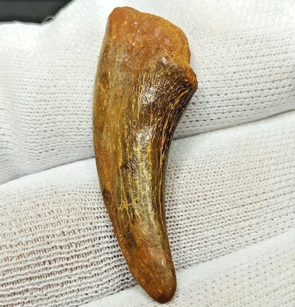 Just Aquired this Moroccan Claw - Fossil ID - The Fossil Forum