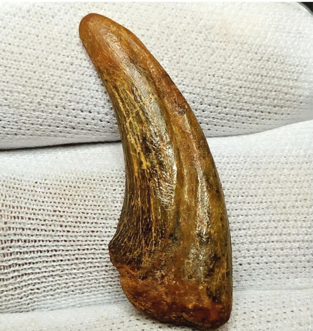Just Aquired this Moroccan Claw - Fossil ID - The Fossil Forum