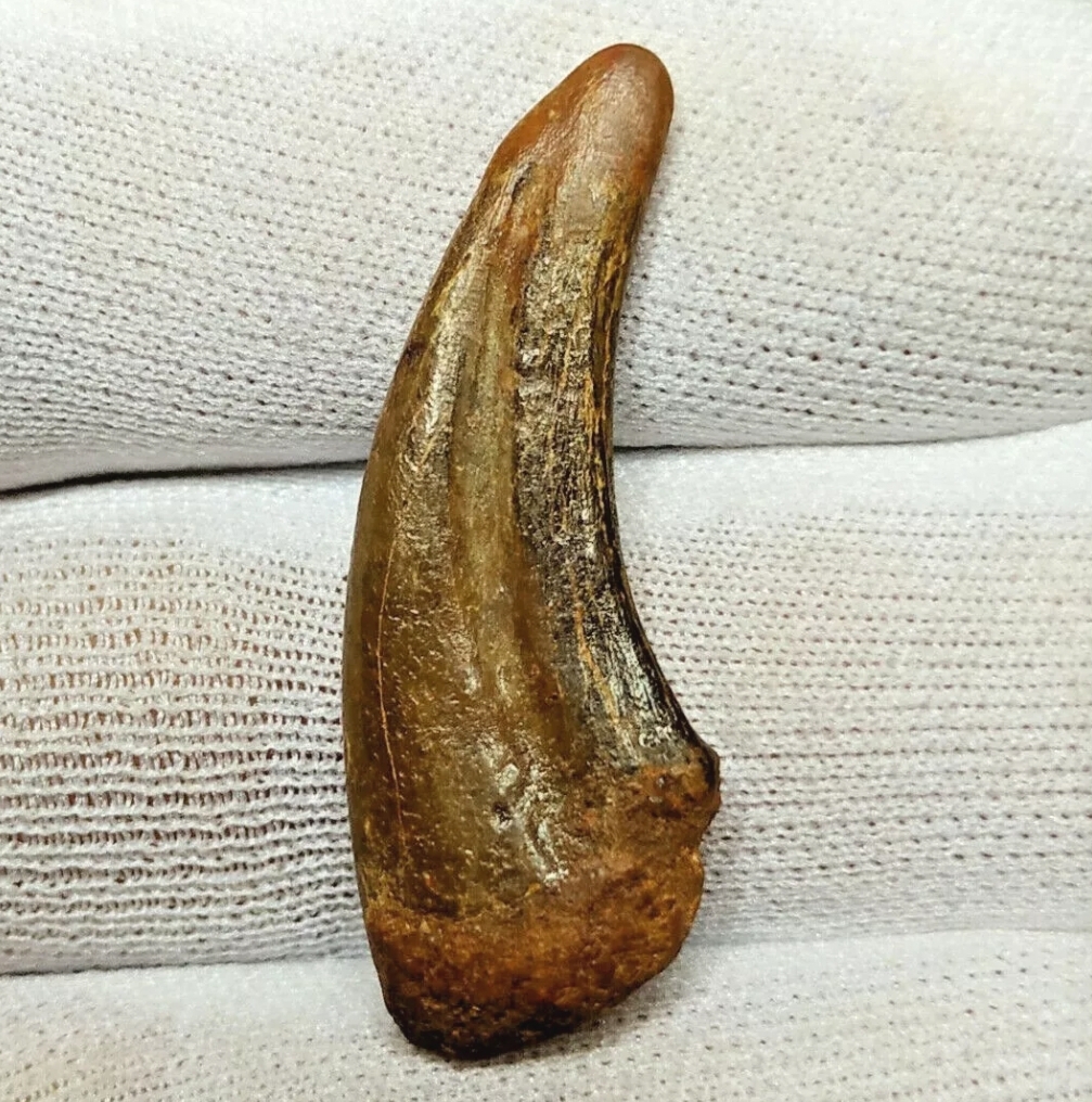 Just Aquired this Moroccan Claw - Fossil ID - The Fossil Forum