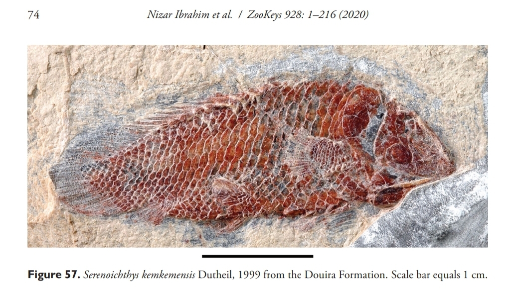 Teeth or something else? - Fossil ID - The Fossil Forum