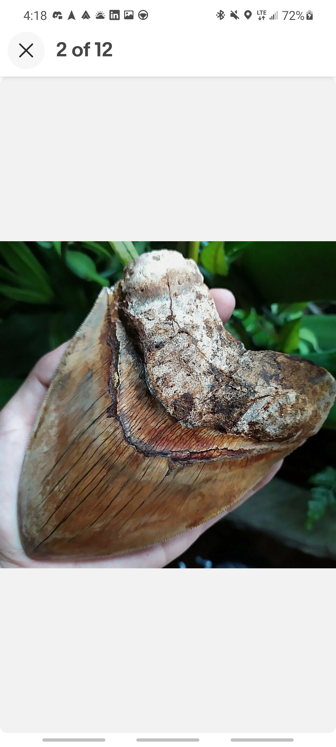 Is my megalodon tooth real or fake? - Is It Real? How to Recognize ...