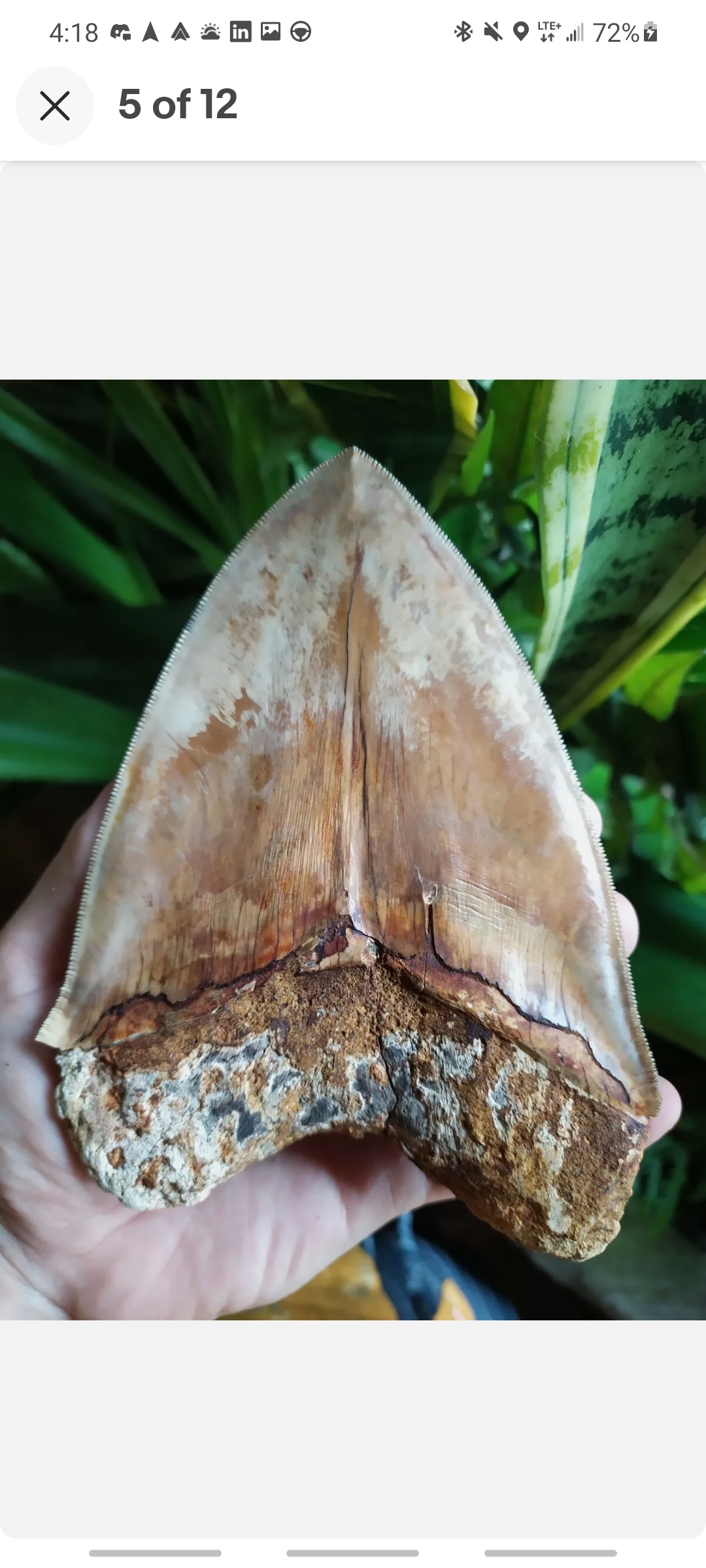 Is my megalodon tooth real or fake? - Is It Real? How to Recognize ...