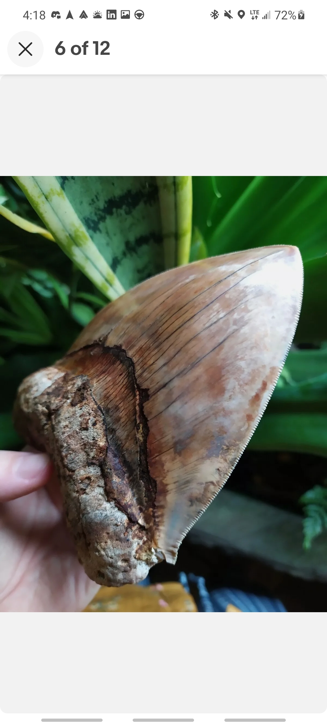 Is my megalodon tooth real or fake? - Is It Real? How to Recognize ...