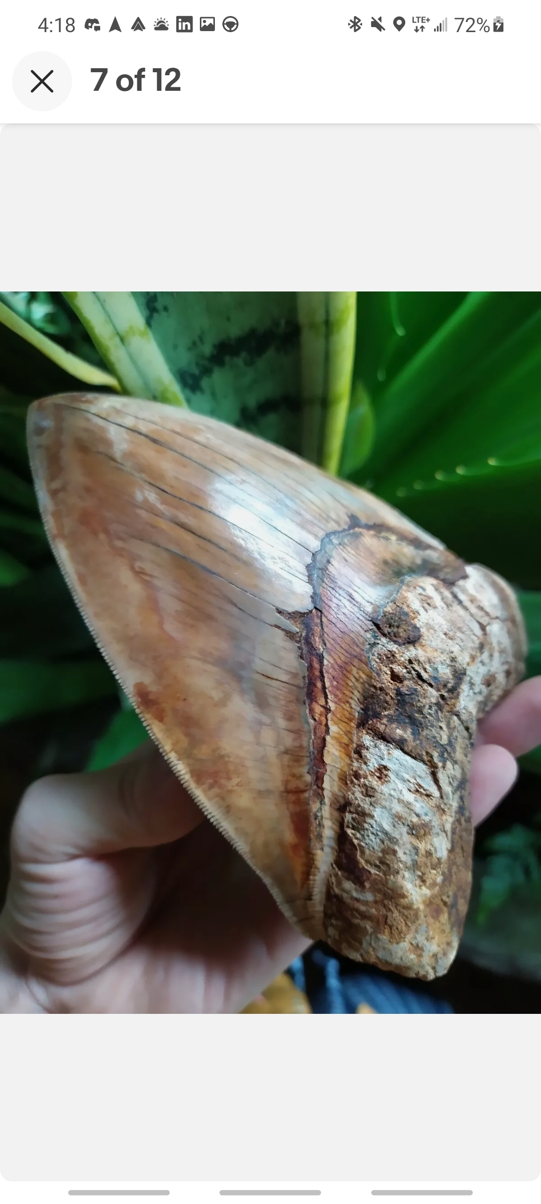 Is my megalodon tooth real or fake? - Is It Real? How to Recognize ...