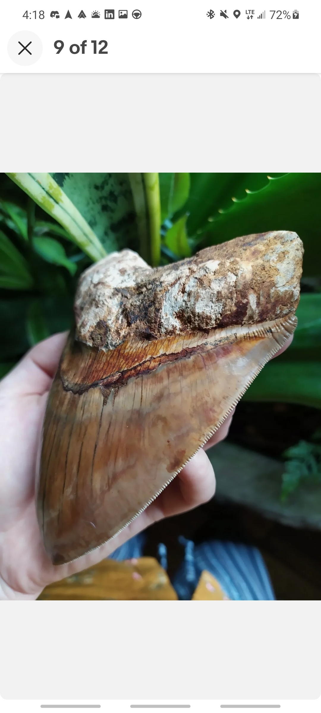 Is my megalodon tooth real or fake? - Is It Real? How to Recognize ...