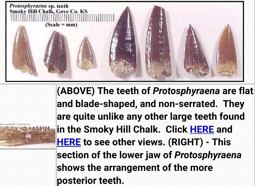 Tooth from Carniol France - Gargasian - Fossil ID - The Fossil Forum