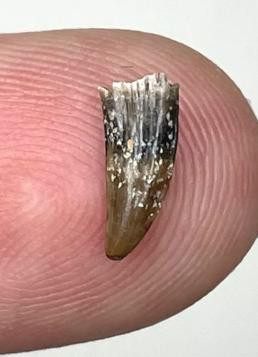 Possible Dromaeosauridae Tooth? - Fossil ID - The Fossil Forum