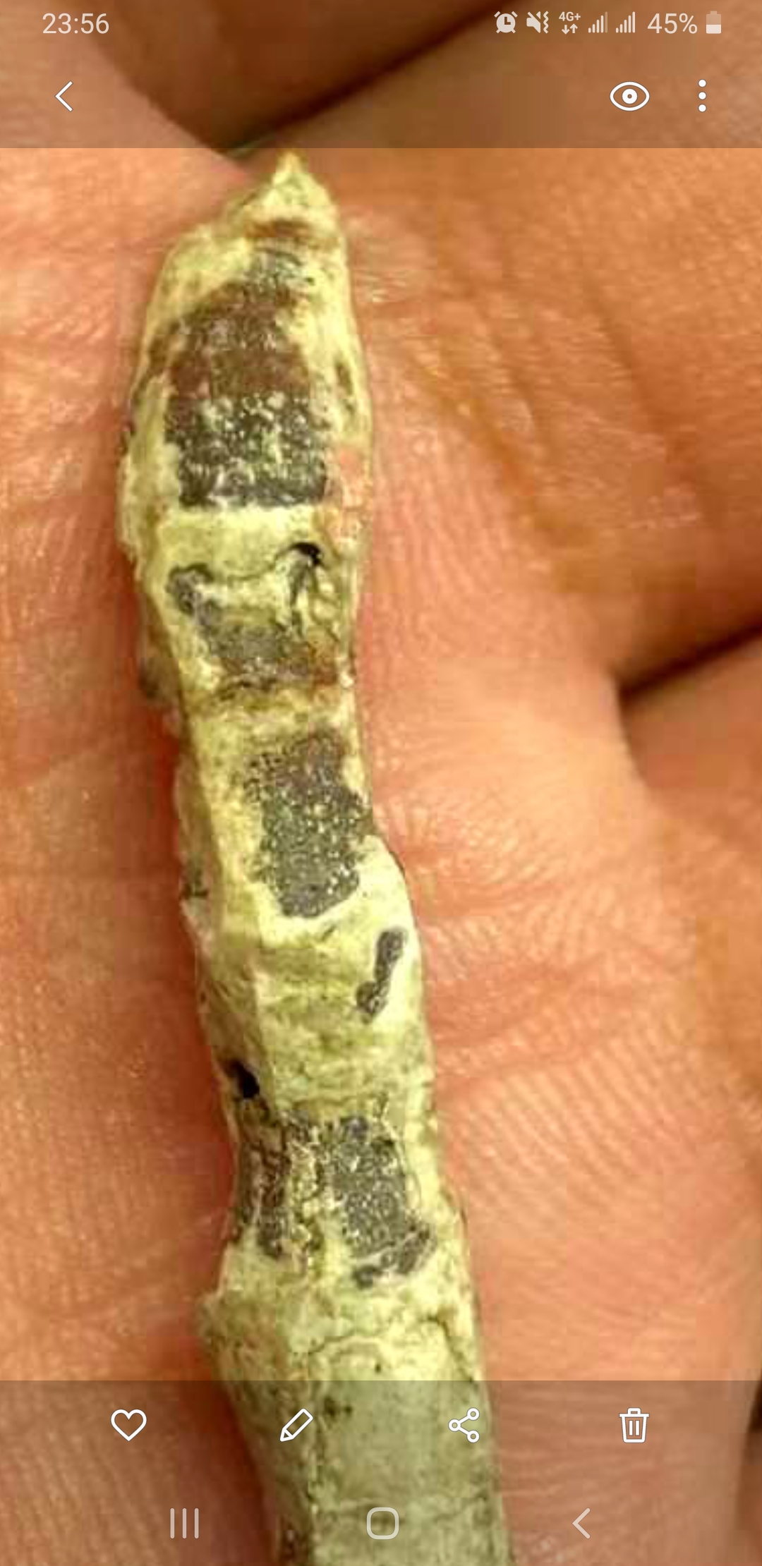 Oviraptor finger fossil? - Fossil ID - The Fossil Forum