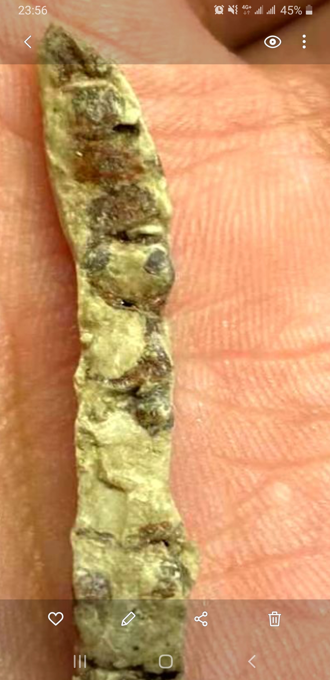Oviraptor finger fossil? - Fossil ID - The Fossil Forum