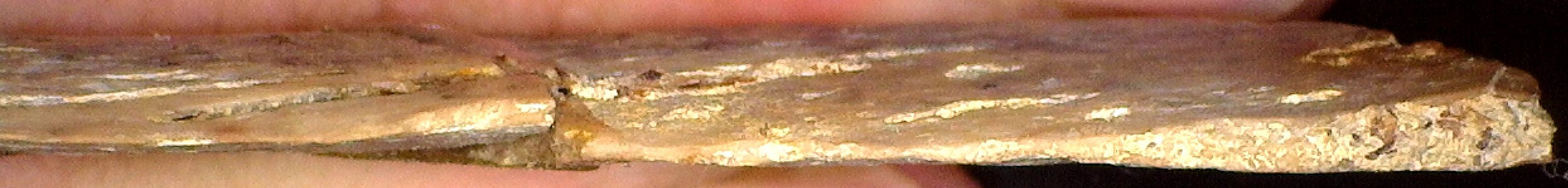 Mystery bone from Cretaceous Marine material, NW Queensland - Fossil ID ...