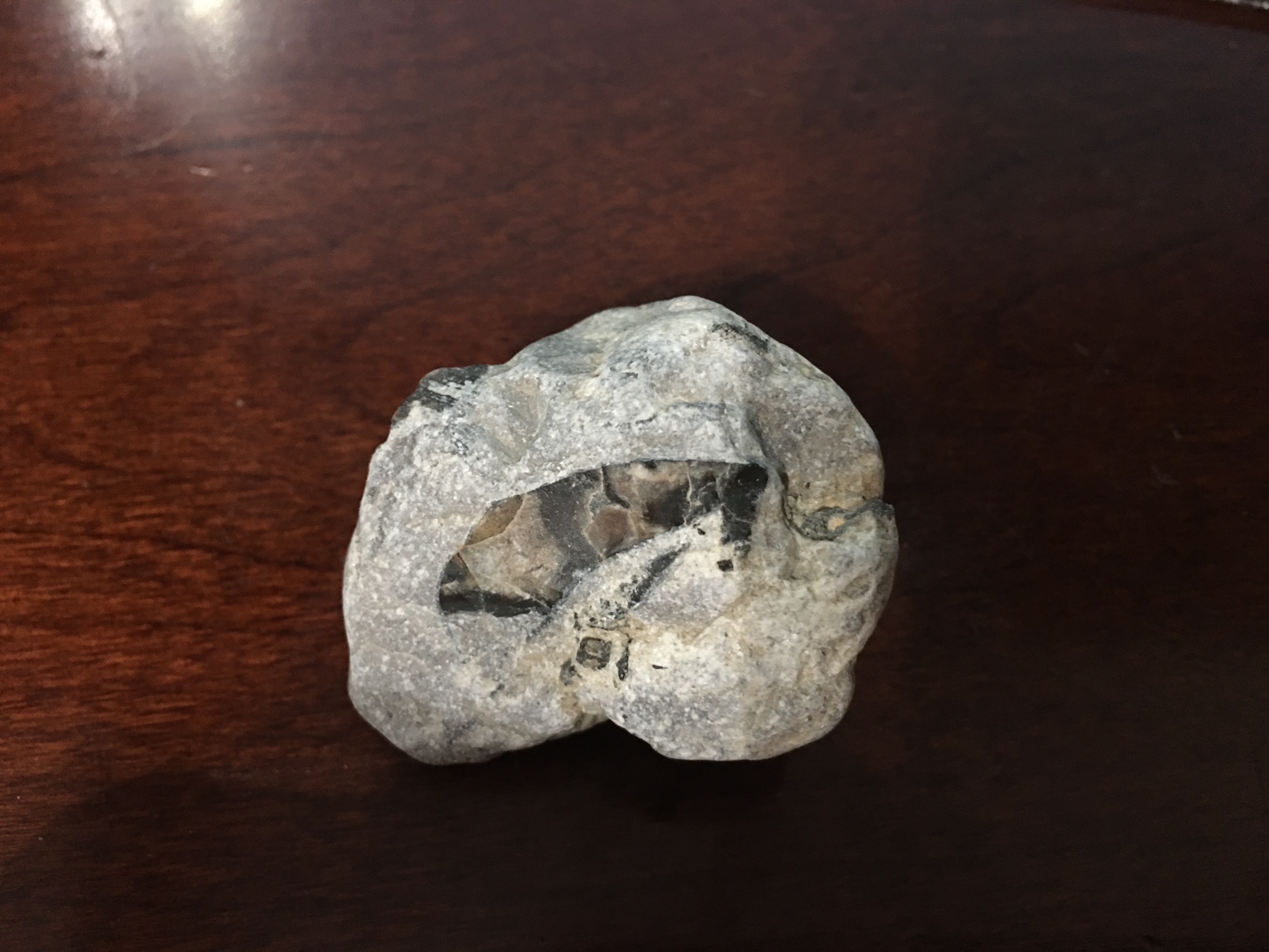 Fossil ID - Fossil ID - The Fossil Forum