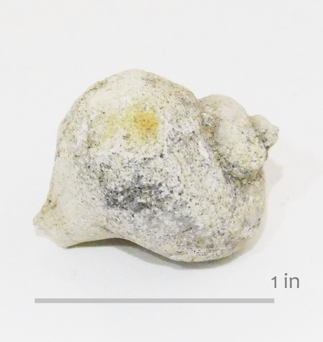 Gastropod Fusus haysensis - Member Collections - The Fossil Forum