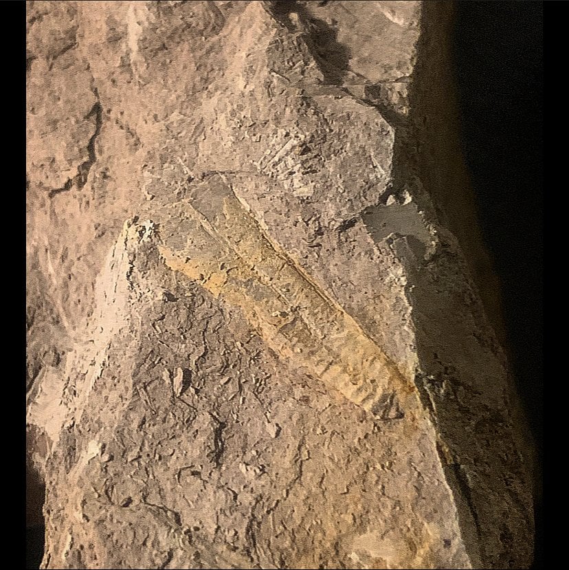 Cephalopod, Foreknobs formation, Virginia, U.S.A., 2021 - Member ...