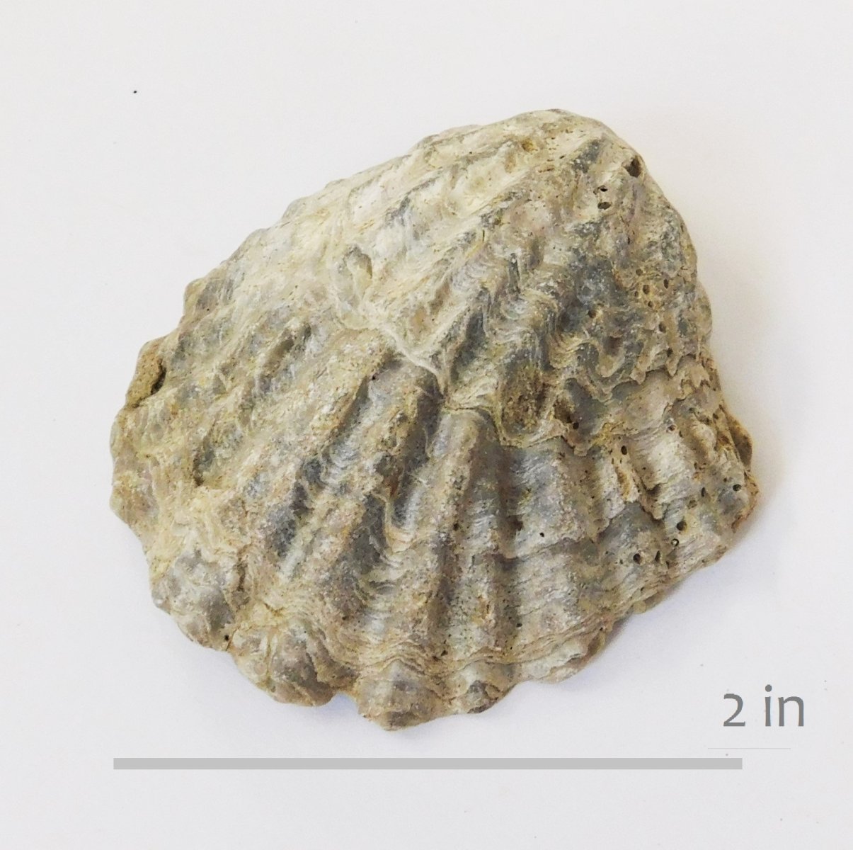 Oyster Lopha bellaplicata - Member Collections - The Fossil Forum