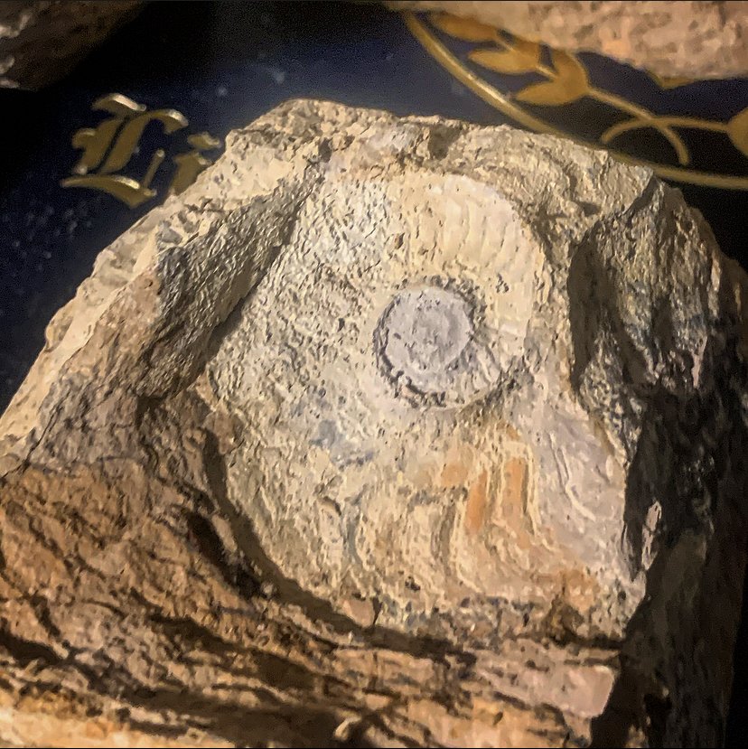 Ammonoid, Foreknobs formation, Virginia, U.S.A., 2021 - Member ...