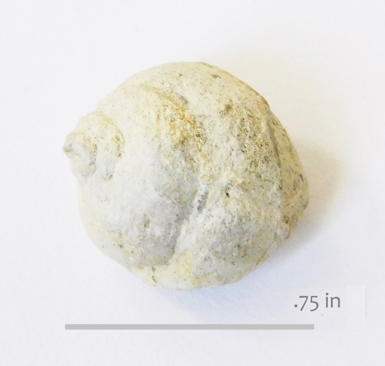 Gastropod Euspira -Polinices sp. - Member Collections - The Fossil Forum