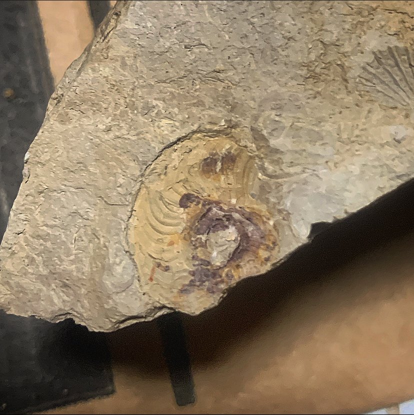Ammonoid, Foreknobs formation, Virginia, U.S.A., 2021 - Member ...