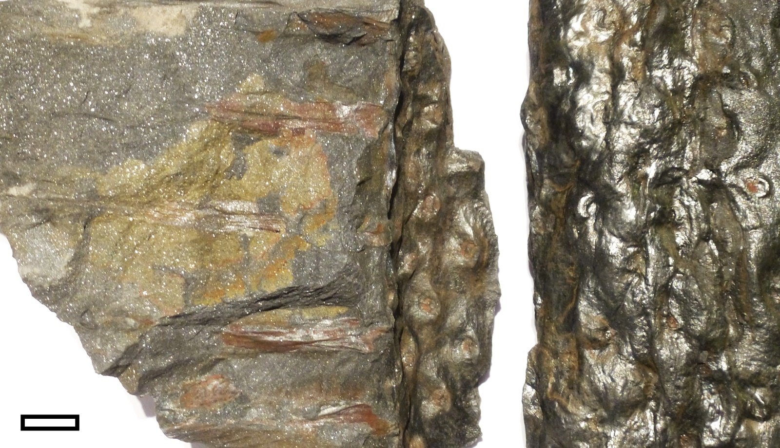 Stigmaria ficoides (TKTW0234) - Member Collections - The Fossil Forum