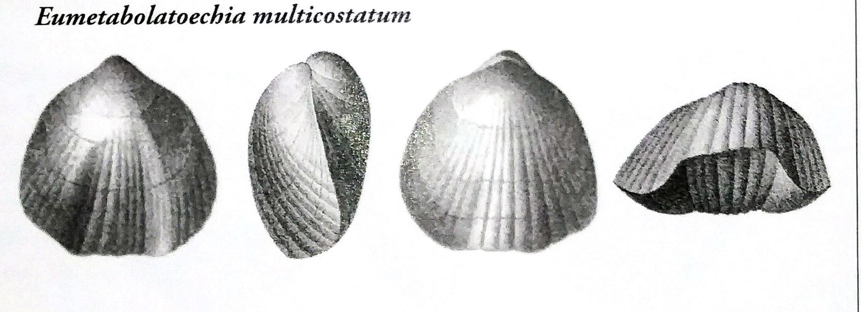 Fish scales from Rhinestreet? - Fossil ID - The Fossil Forum