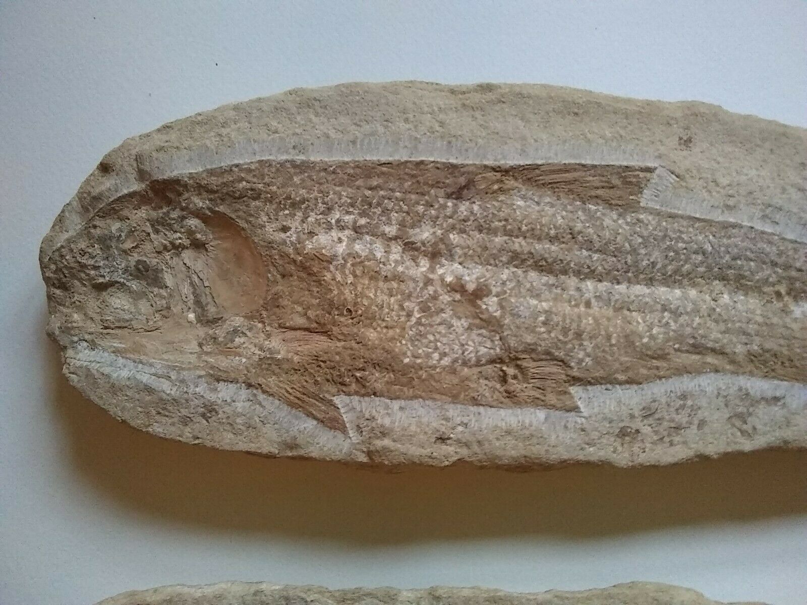 Fossil Fish - Is It Real? How to Recognize Fossil Fabrications - The ...