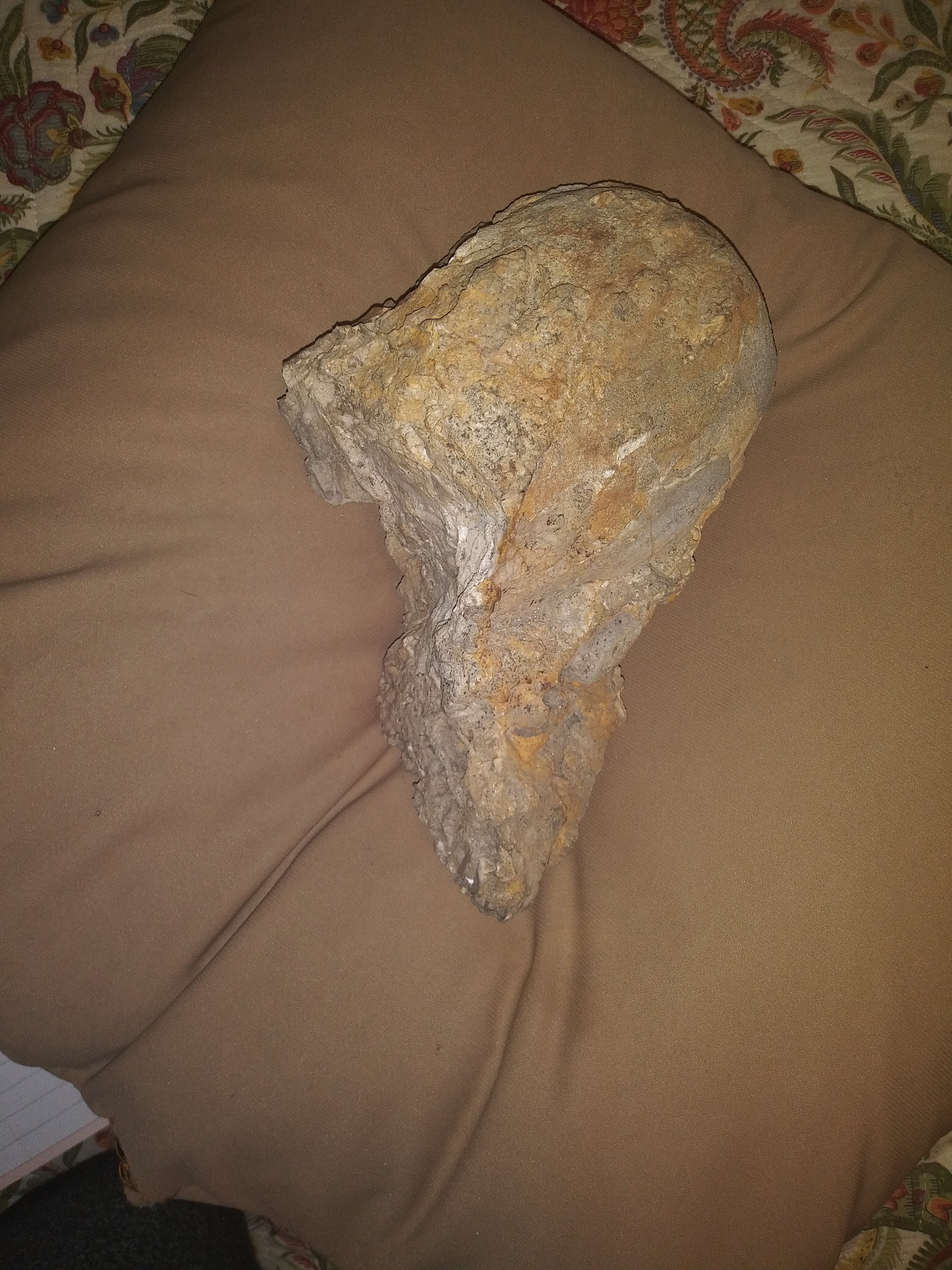 Help identify this petrified fossilized skull - Fossil ID - The Fossil ...
