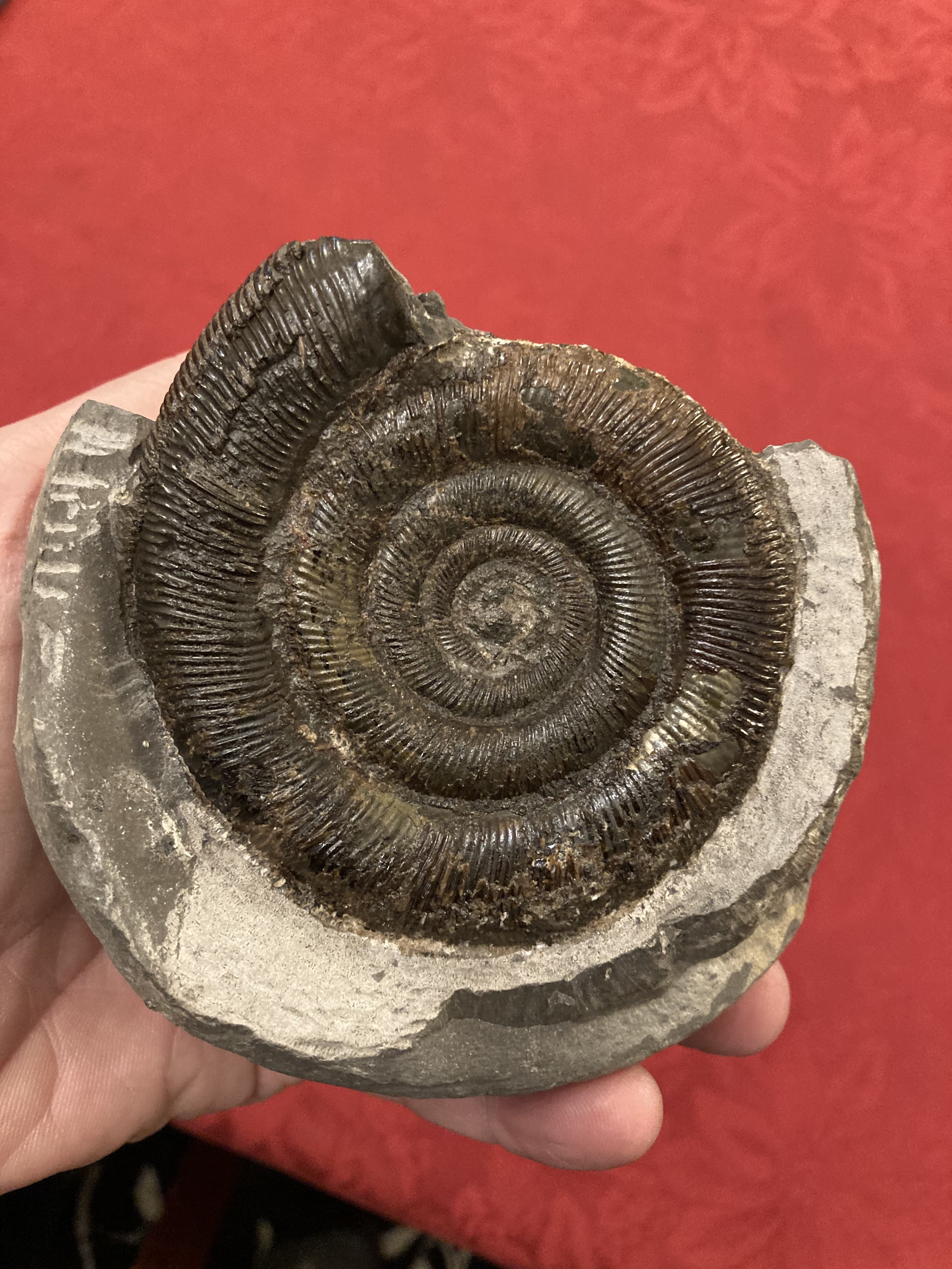 My Whitby Ammonite Collection - Member Collections - The Fossil Forum
