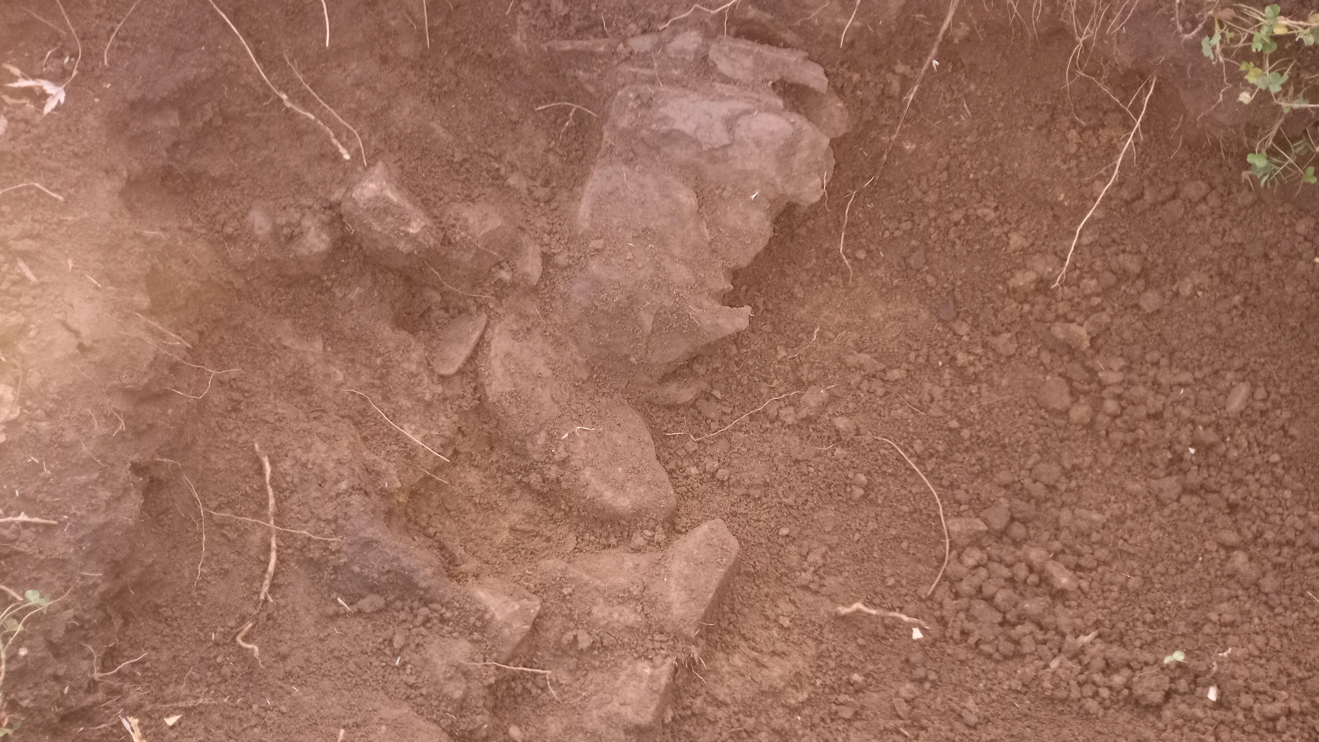 Unknown skeleton - Fossil ID - The Fossil Forum