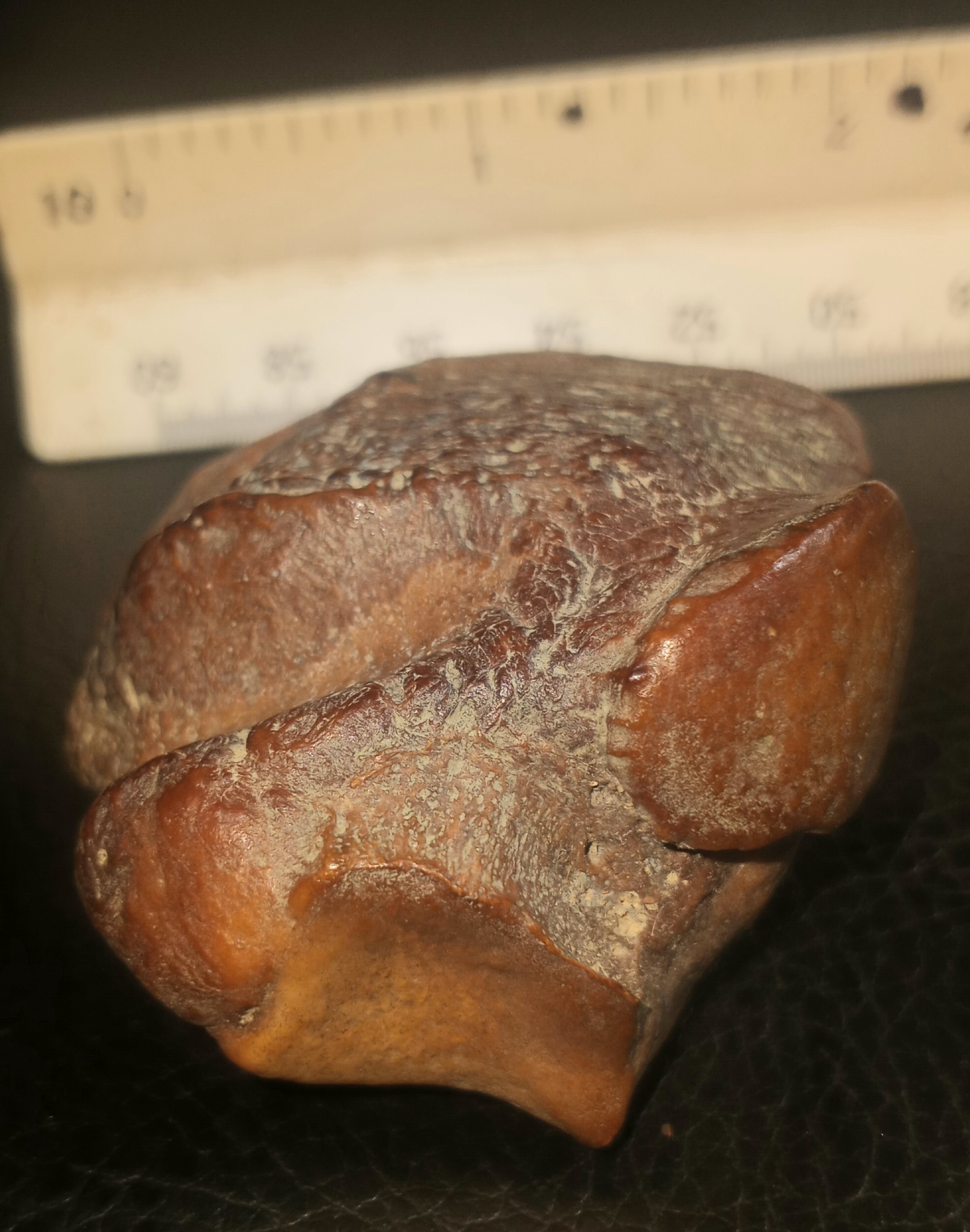Unknown skeleton - Fossil ID - The Fossil Forum