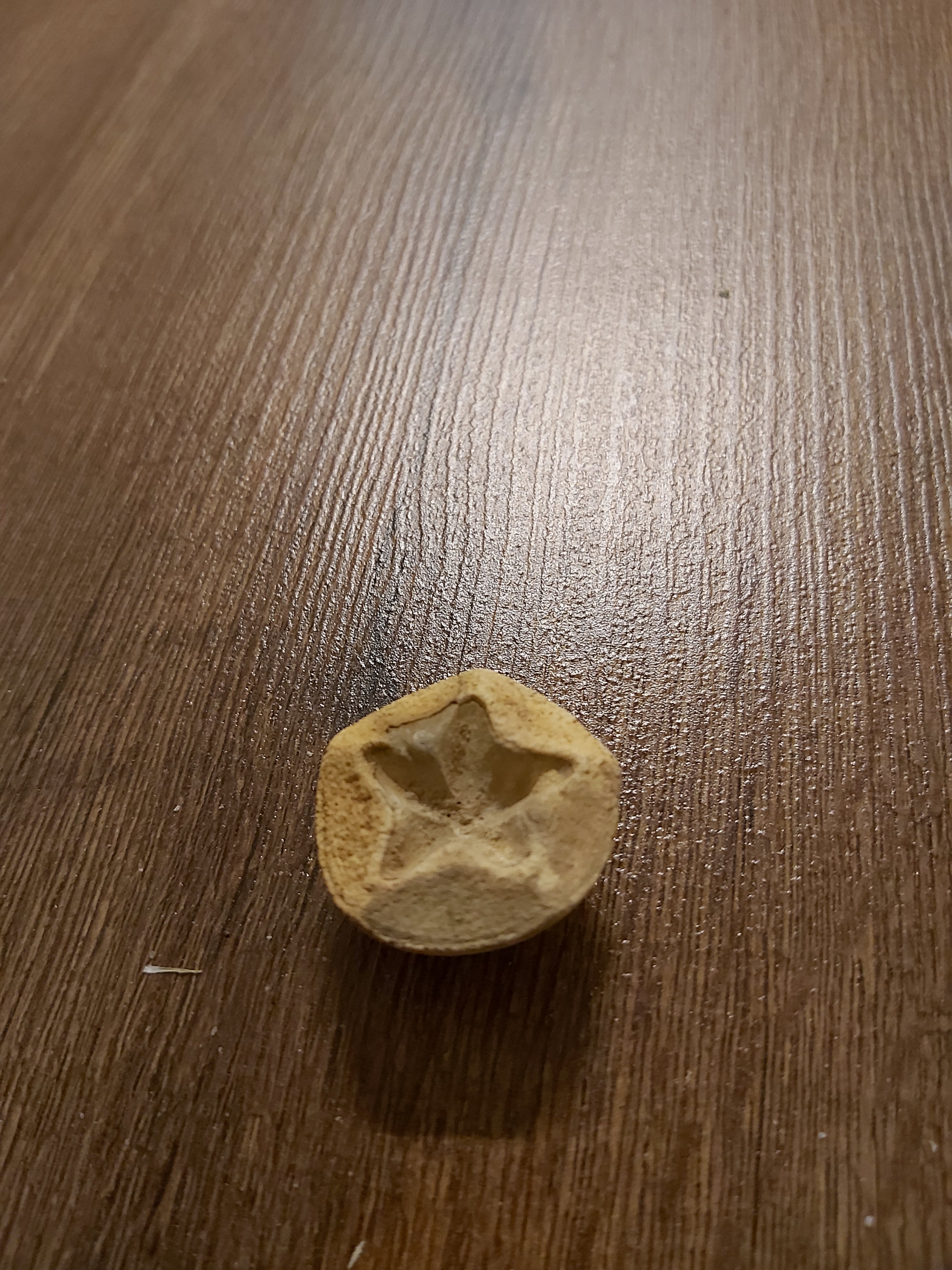 Star shaped fossil? - Fossil ID - The Fossil Forum