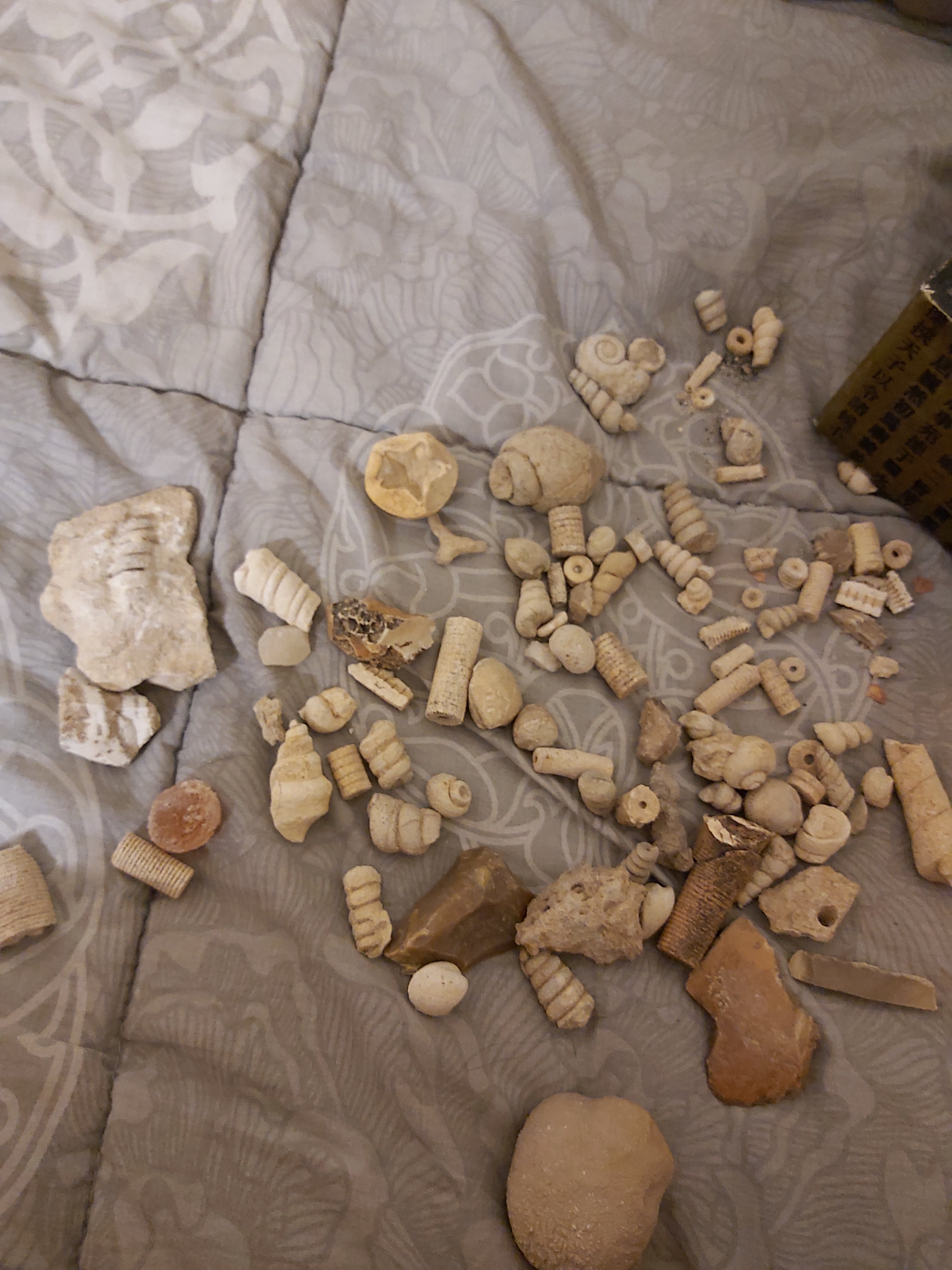 Star shaped fossil? - Fossil ID - The Fossil Forum
