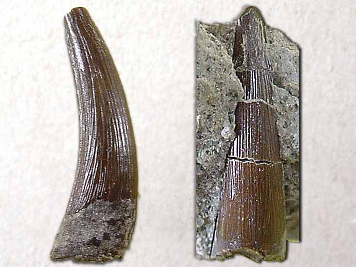 Tooth id. - Fossil ID - The Fossil Forum