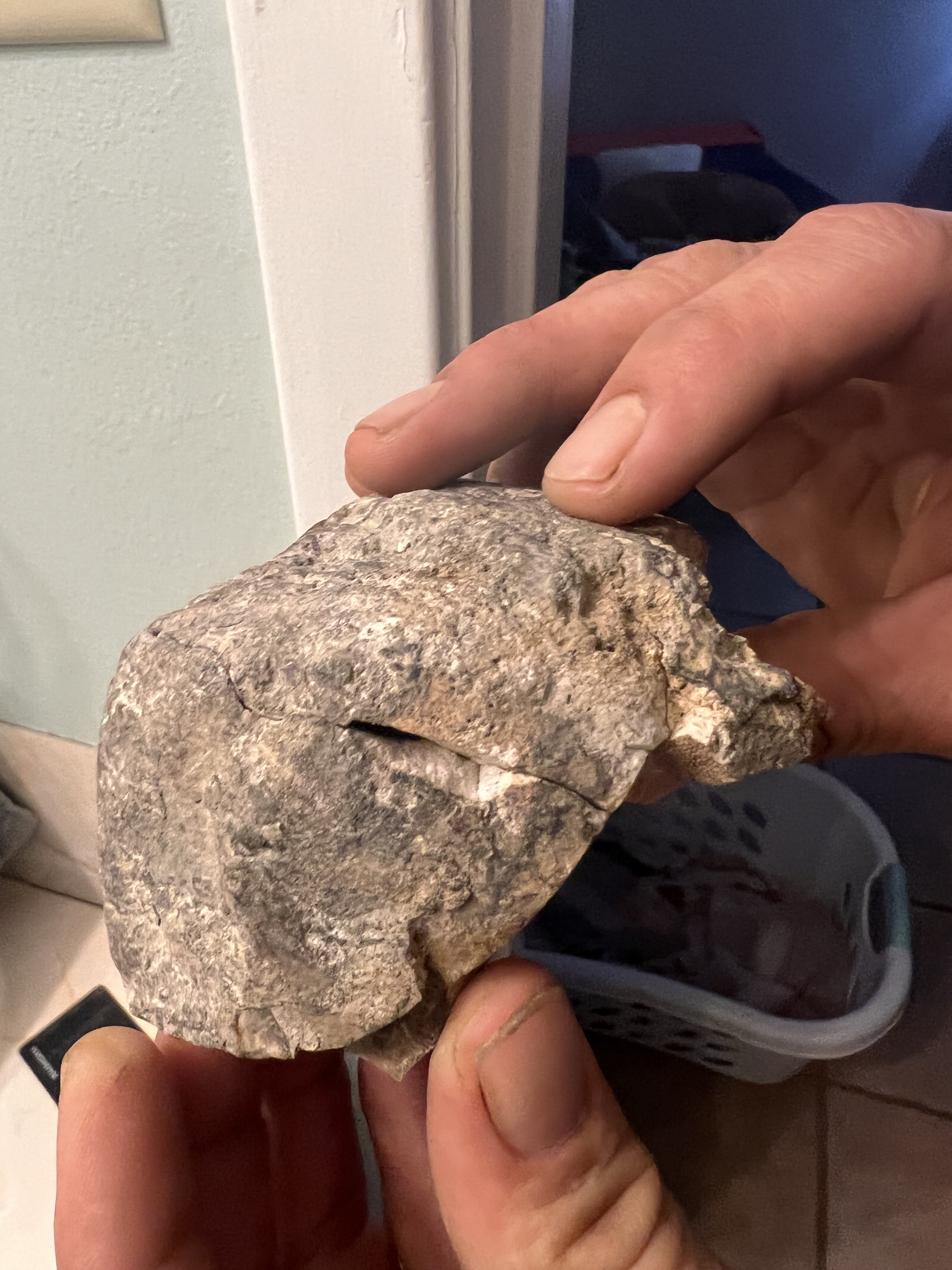 Ozark mountain fossil - Fossil ID - The Fossil Forum