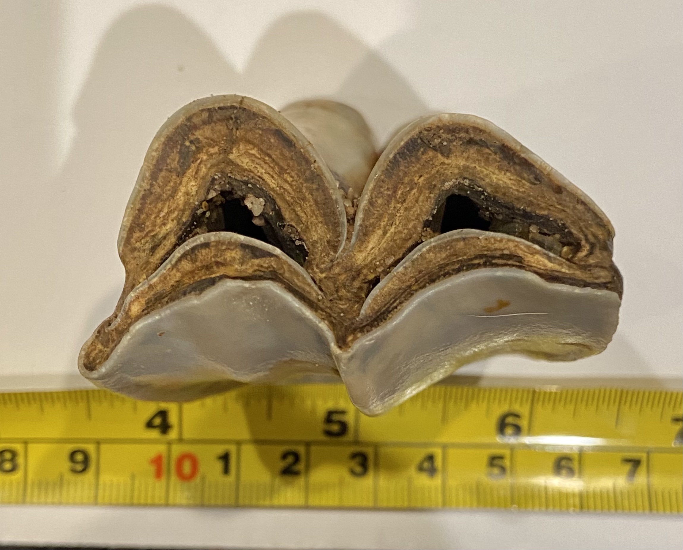 A beast of a tooth - Fossil Hunting Trips - The Fossil Forum