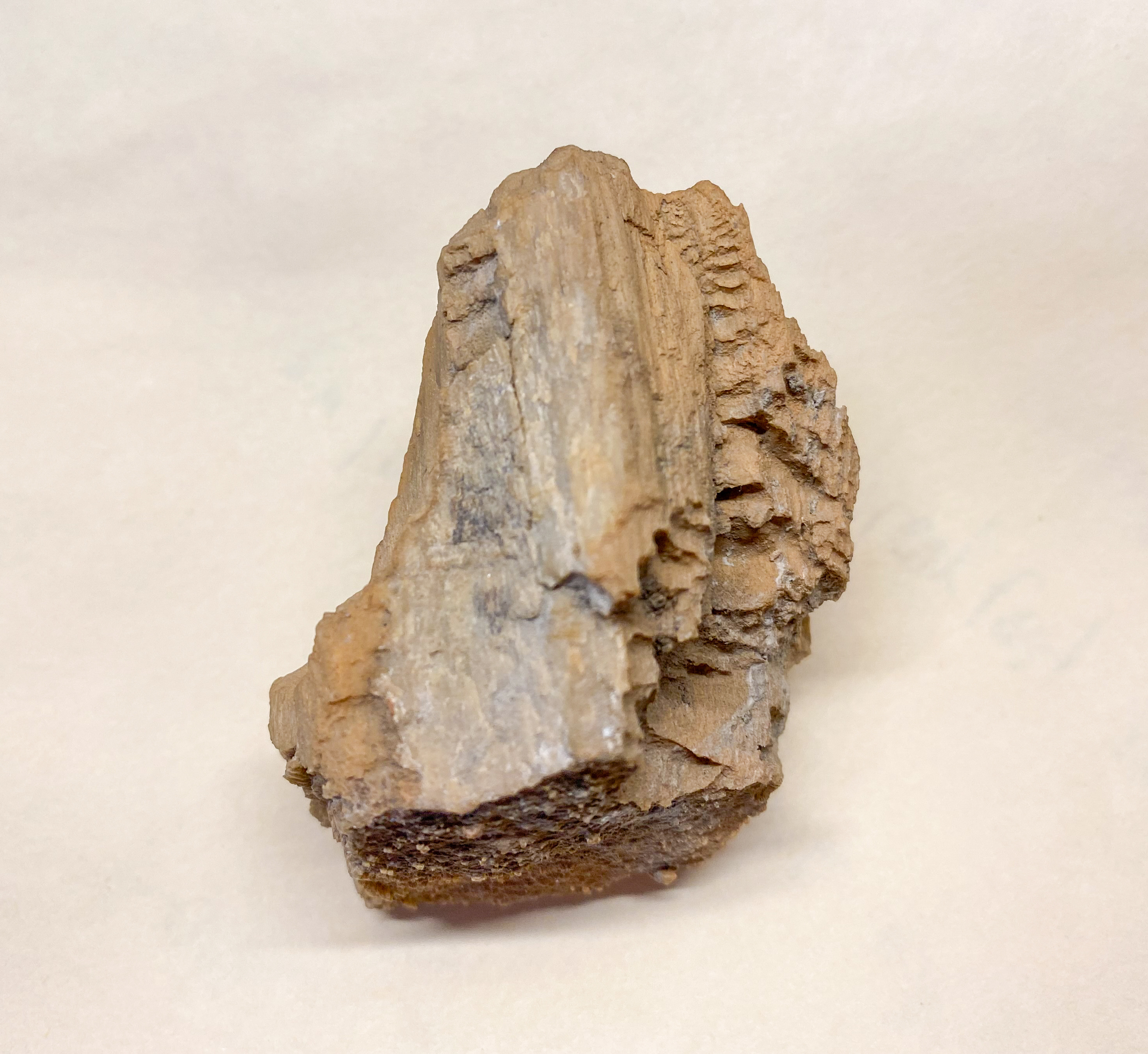 Two Medicine Formation find! Help??? - Fossil ID - The Fossil Forum
