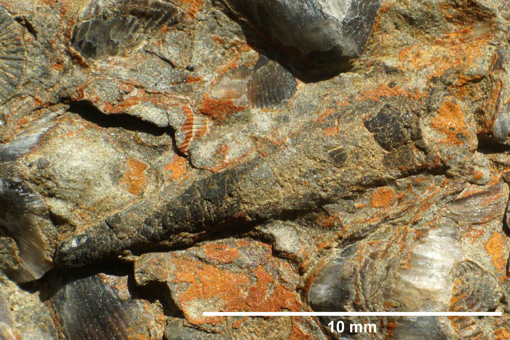 Very small cephalopod ? - Fossil ID - The Fossil Forum