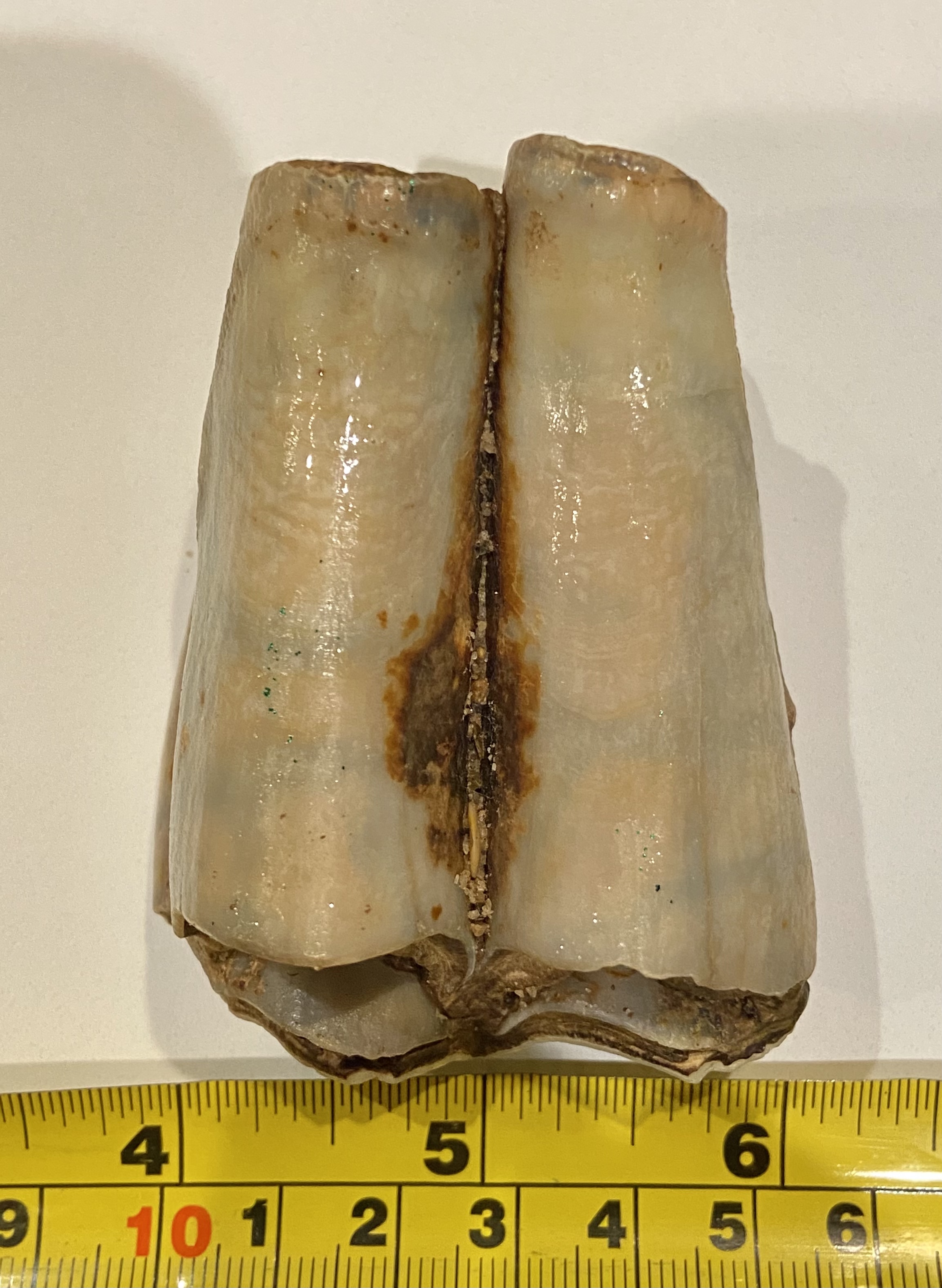 A beast of a tooth - Fossil Hunting Trips - The Fossil Forum