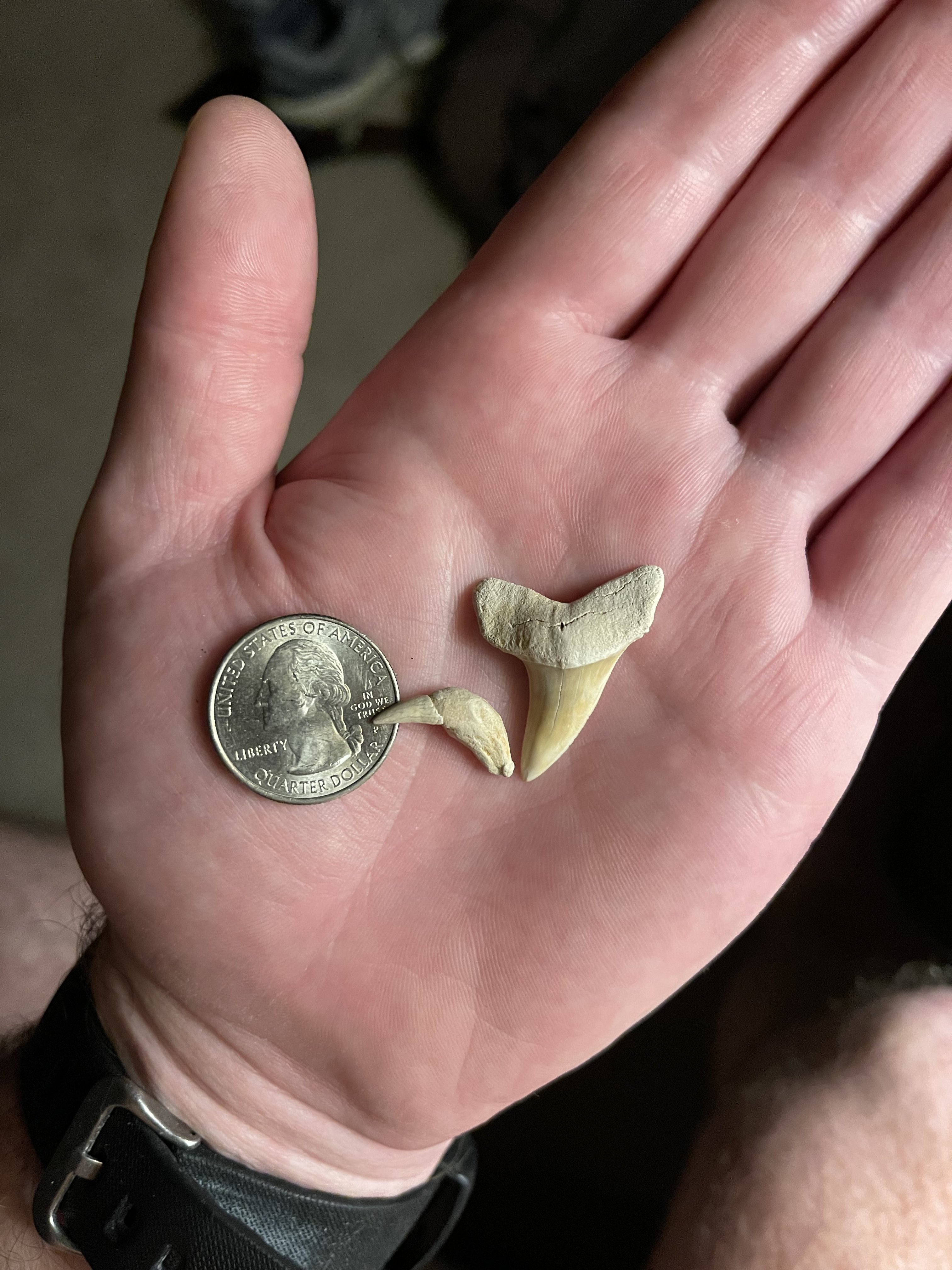 White canine tooth - Fossil ID - The Fossil Forum