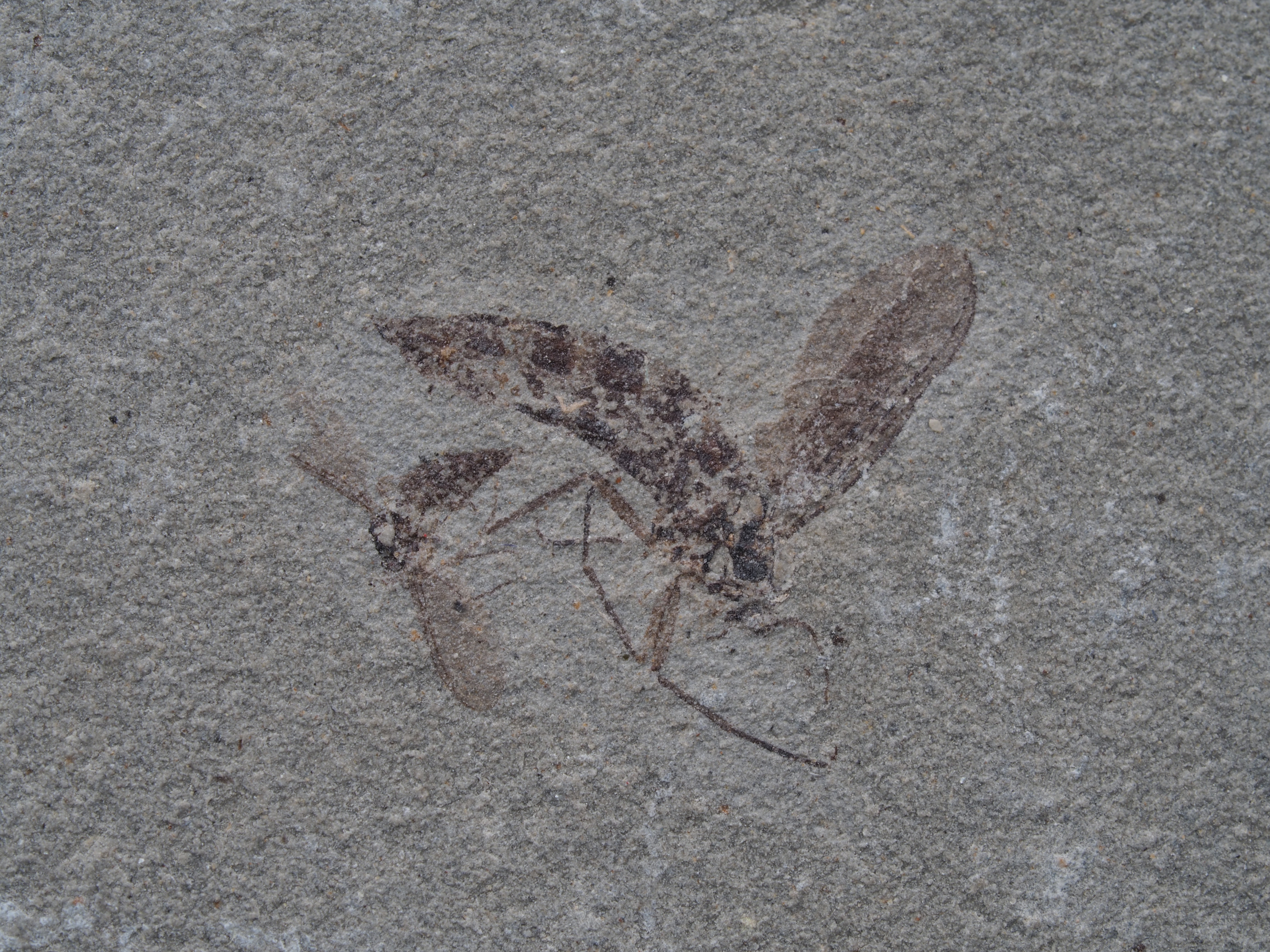 Sciara willershausensis KOHRING & SCHLÜTER, 1993 - Insects - The Fossil ...