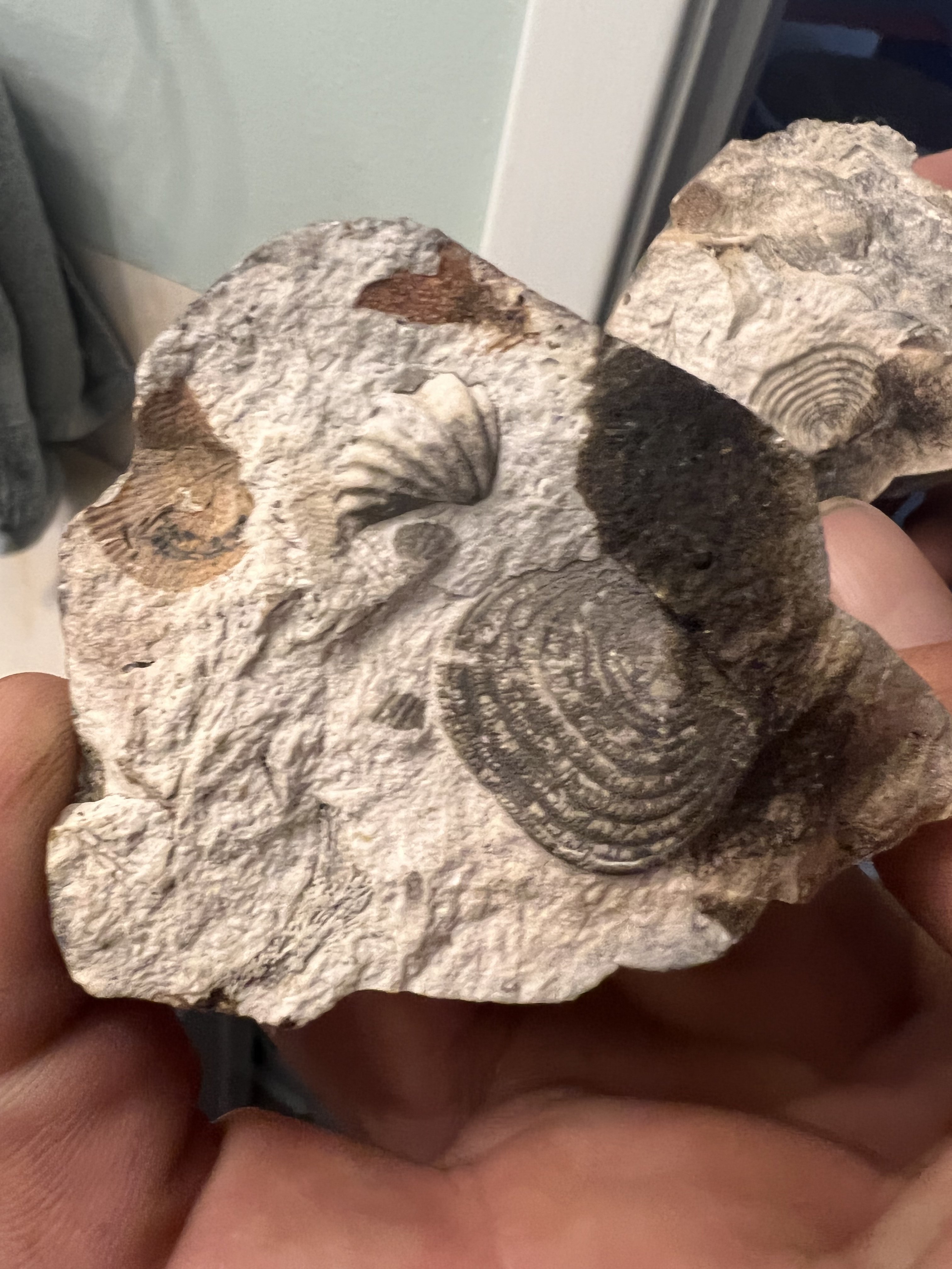 Ozark mountain fossil - Fossil ID - The Fossil Forum