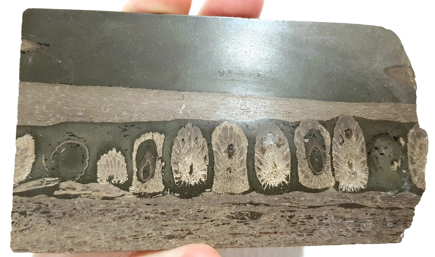 Partial Rhomaleosaurus tooth from UK? - Fossil ID - The Fossil Forum