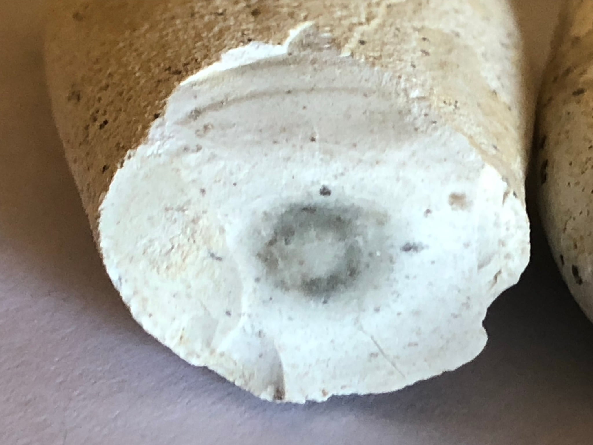 Chert or fossils or both? - Fossil ID - The Fossil Forum