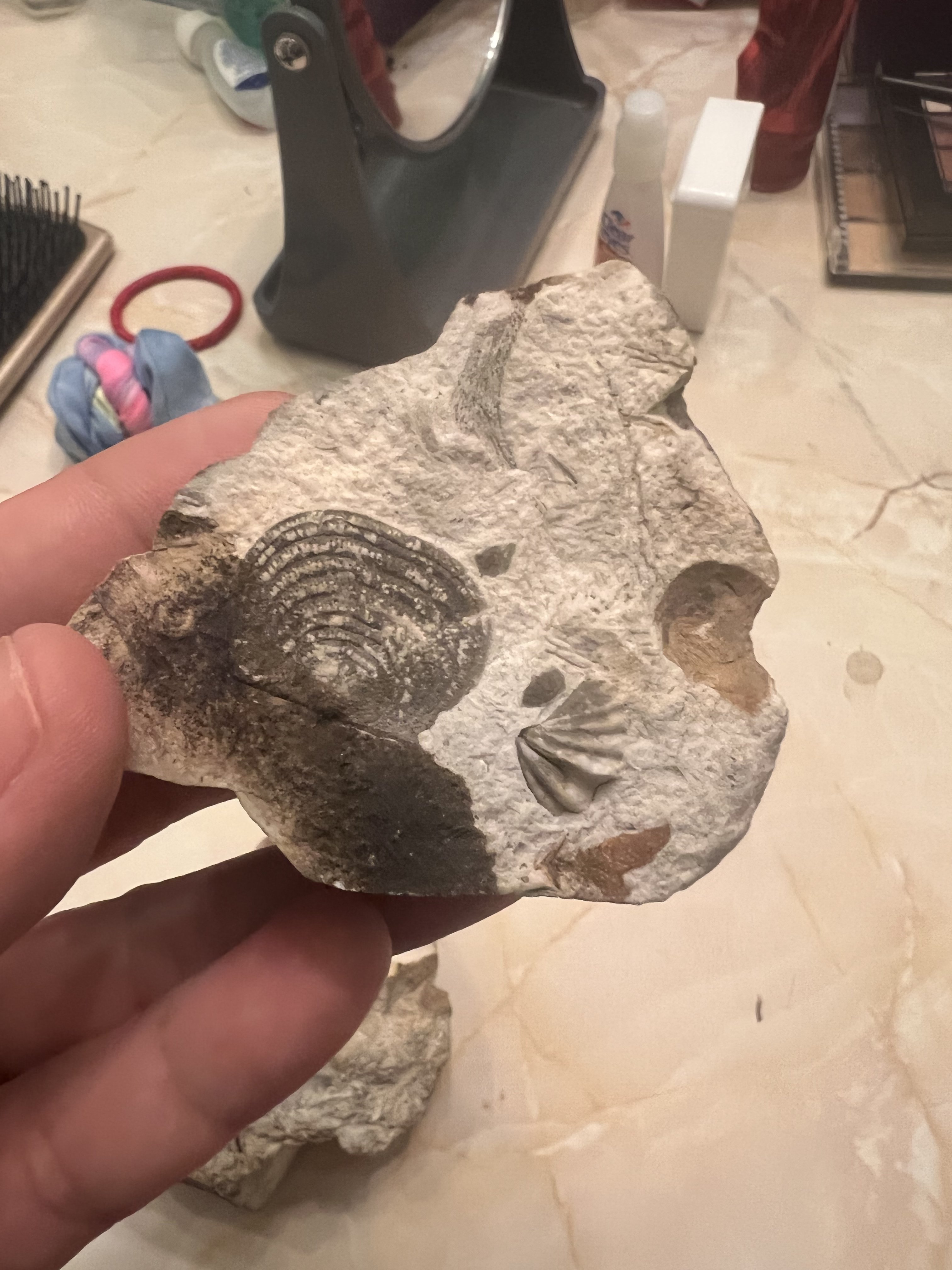Ozark mountain fossil - Fossil ID - The Fossil Forum