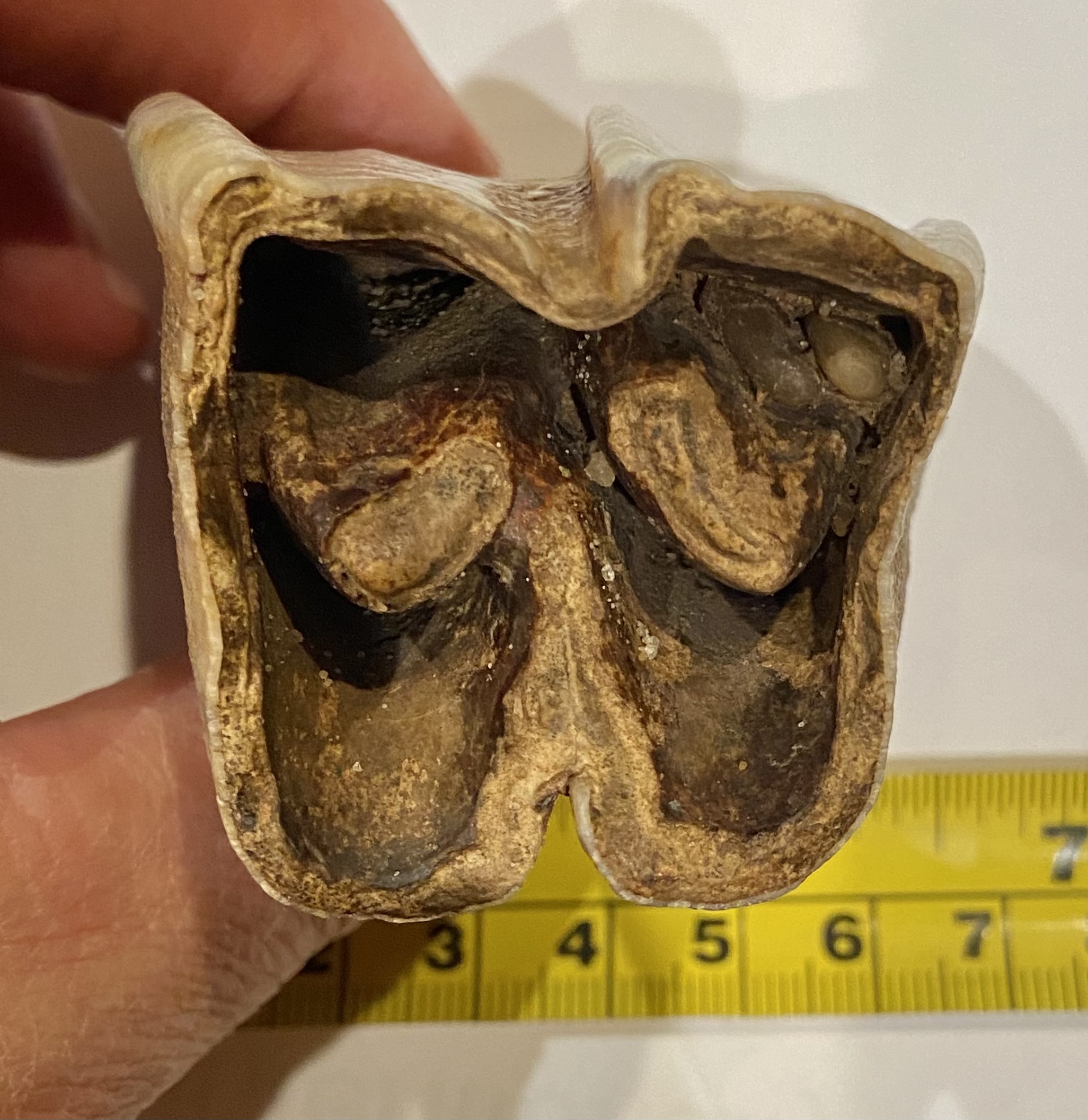 A beast of a tooth - Fossil Hunting Trips - The Fossil Forum